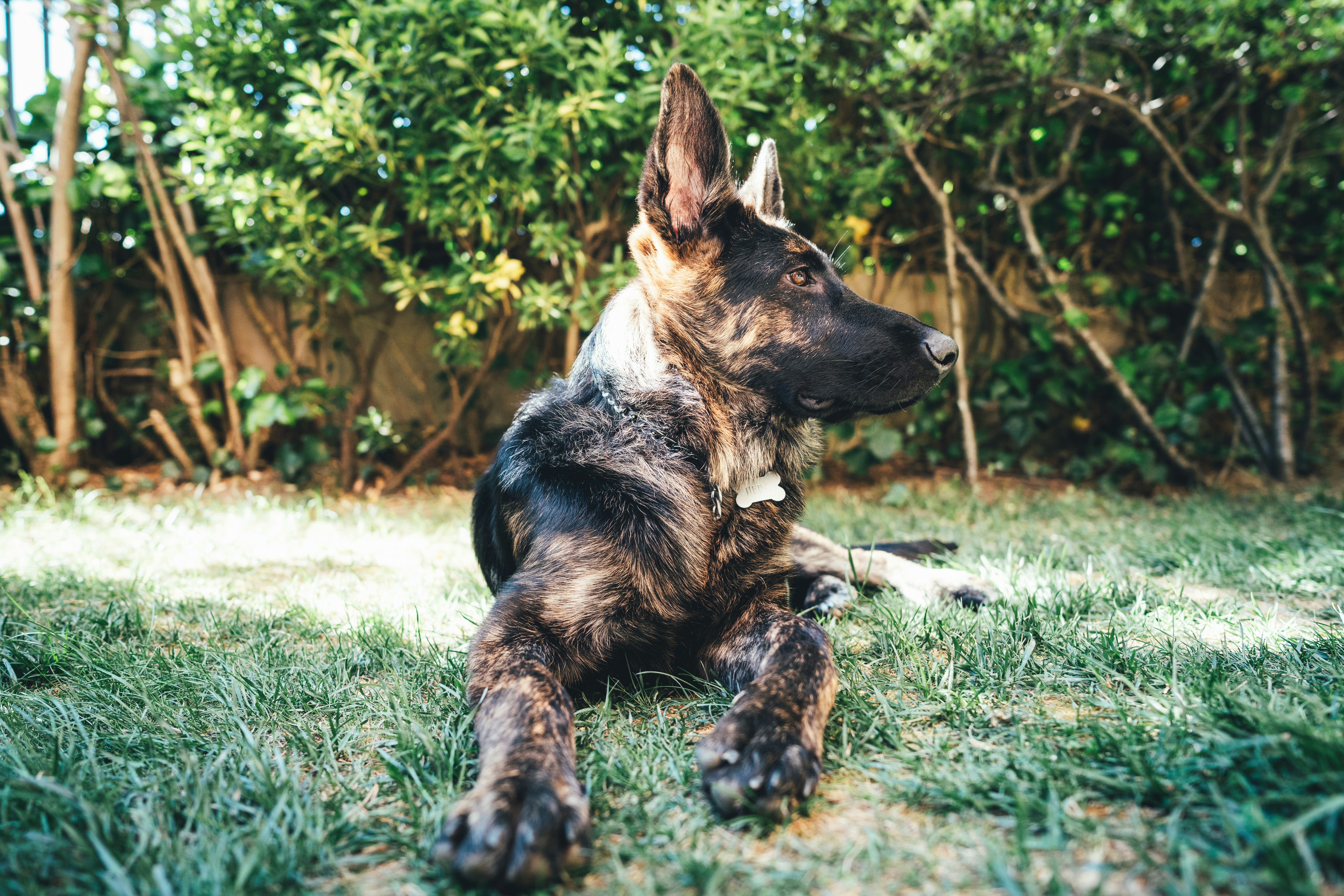 German Shepherd Puppy Hera
