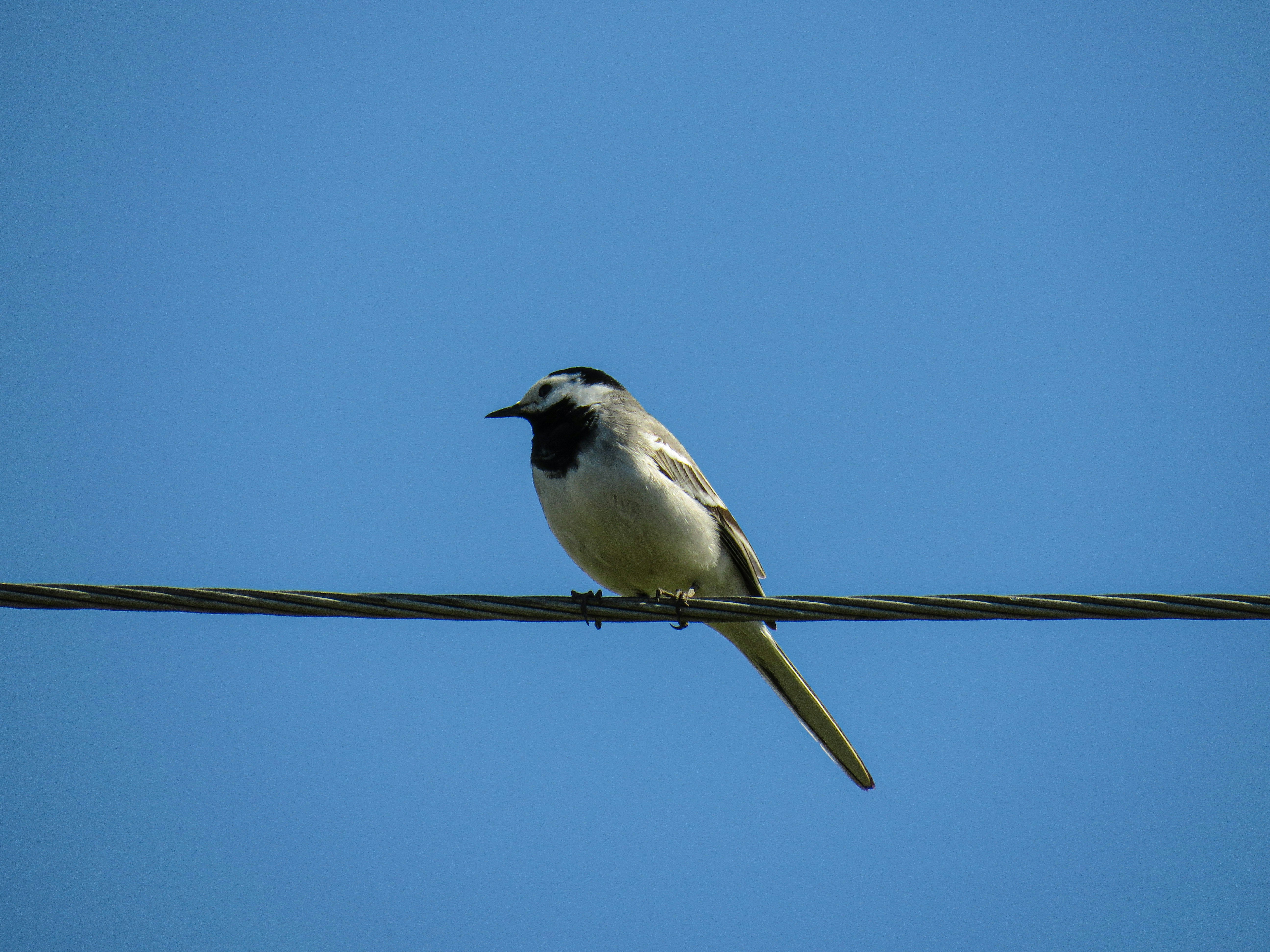 A funny bird named a wagtail sitting on a wire. | white and black bird on brown wooden stick during daytime