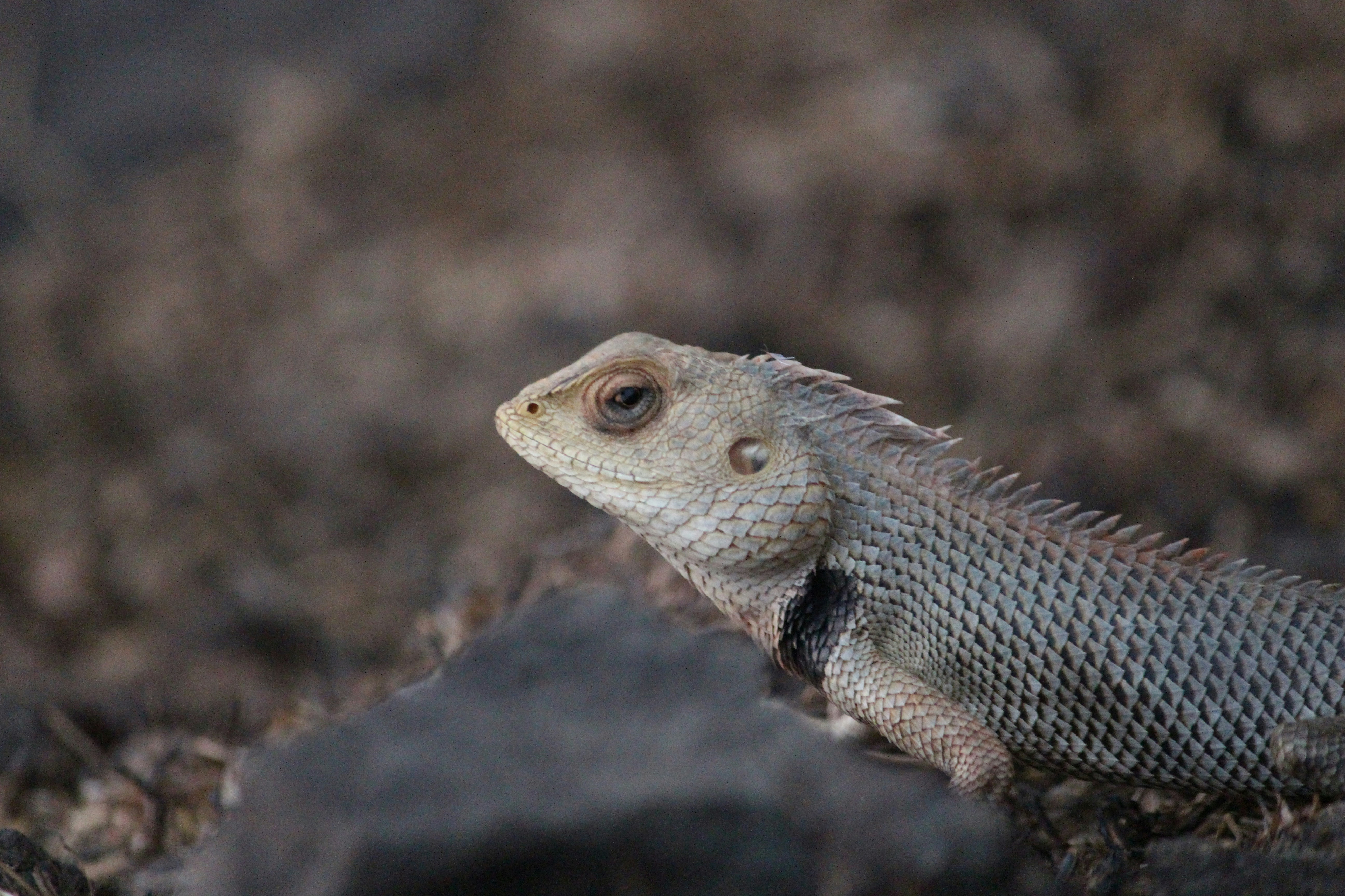 brown and black bearded dragon on gray rock