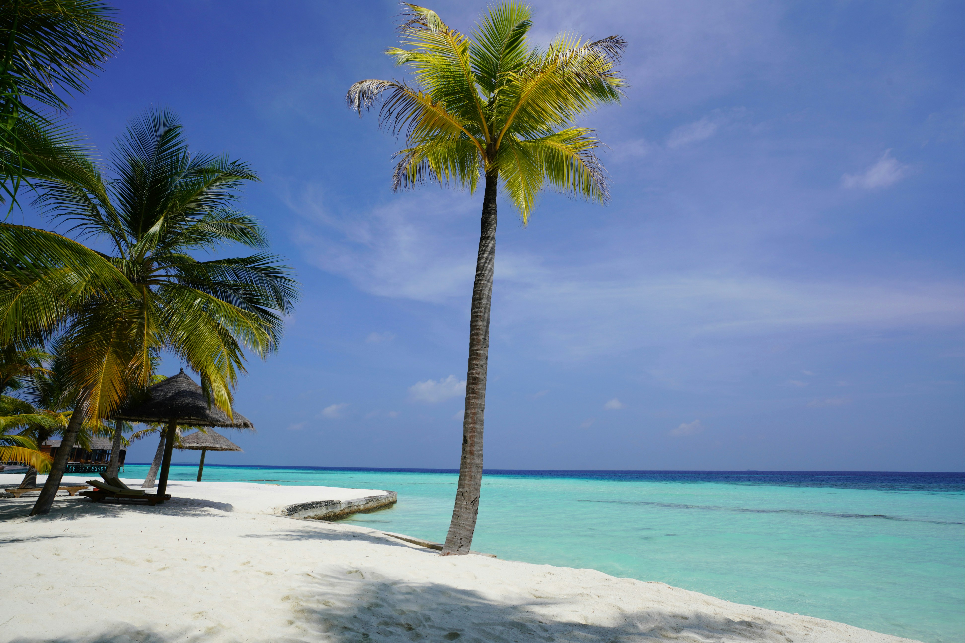 Beach Palm Trees Pictures | Download Free Images on Unsplash