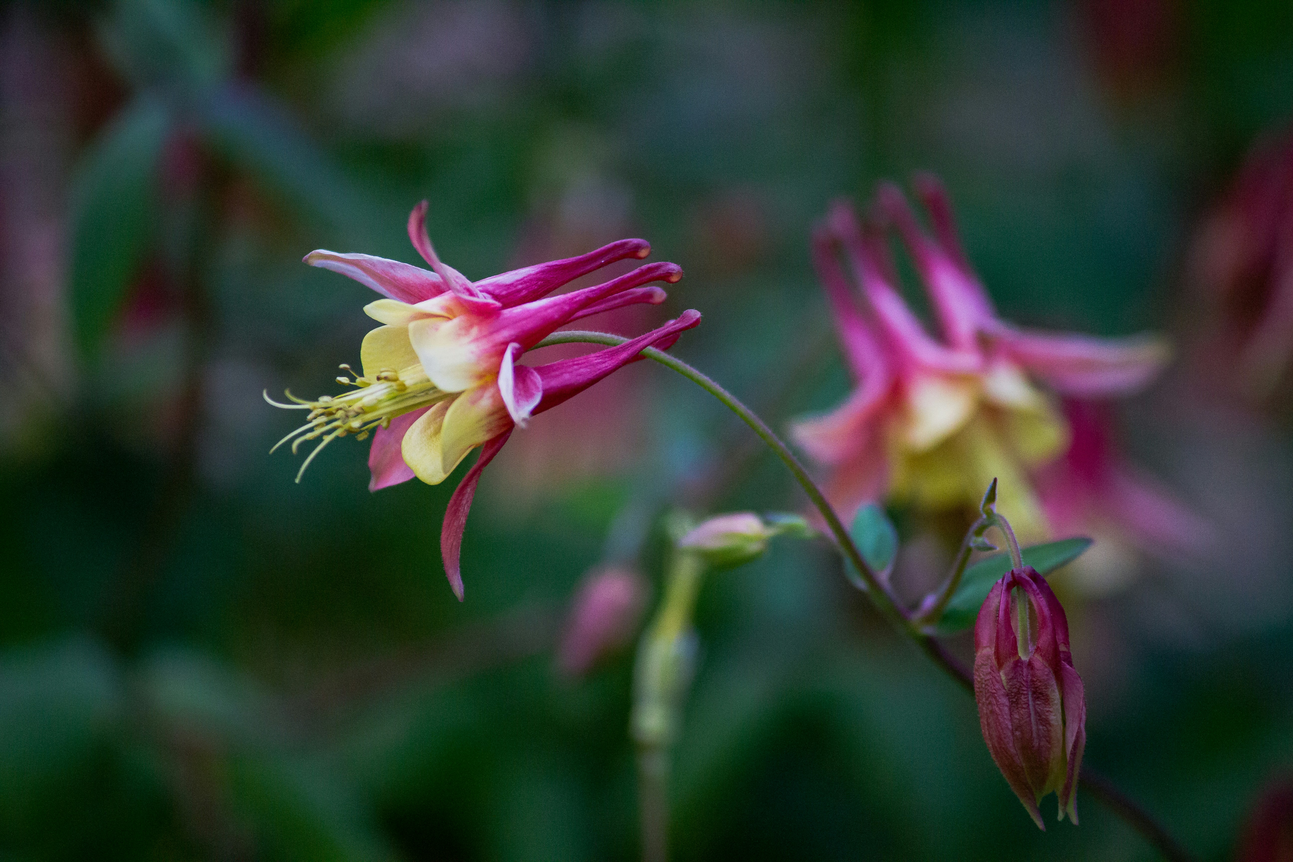 Pink and yellow columbine flowers with delicate petals against a softly blurred green background.