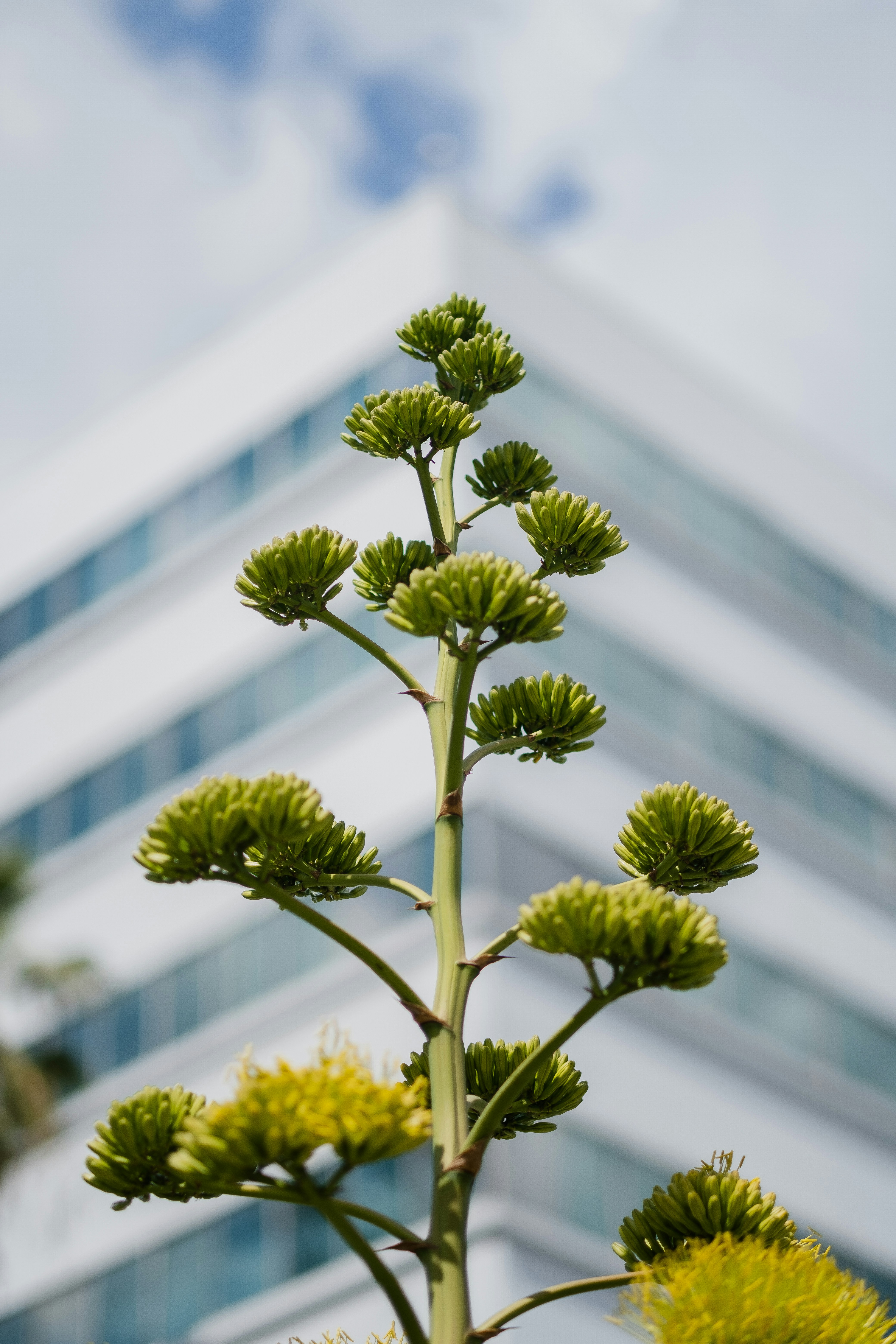 Agave blossoms at Civic Center.