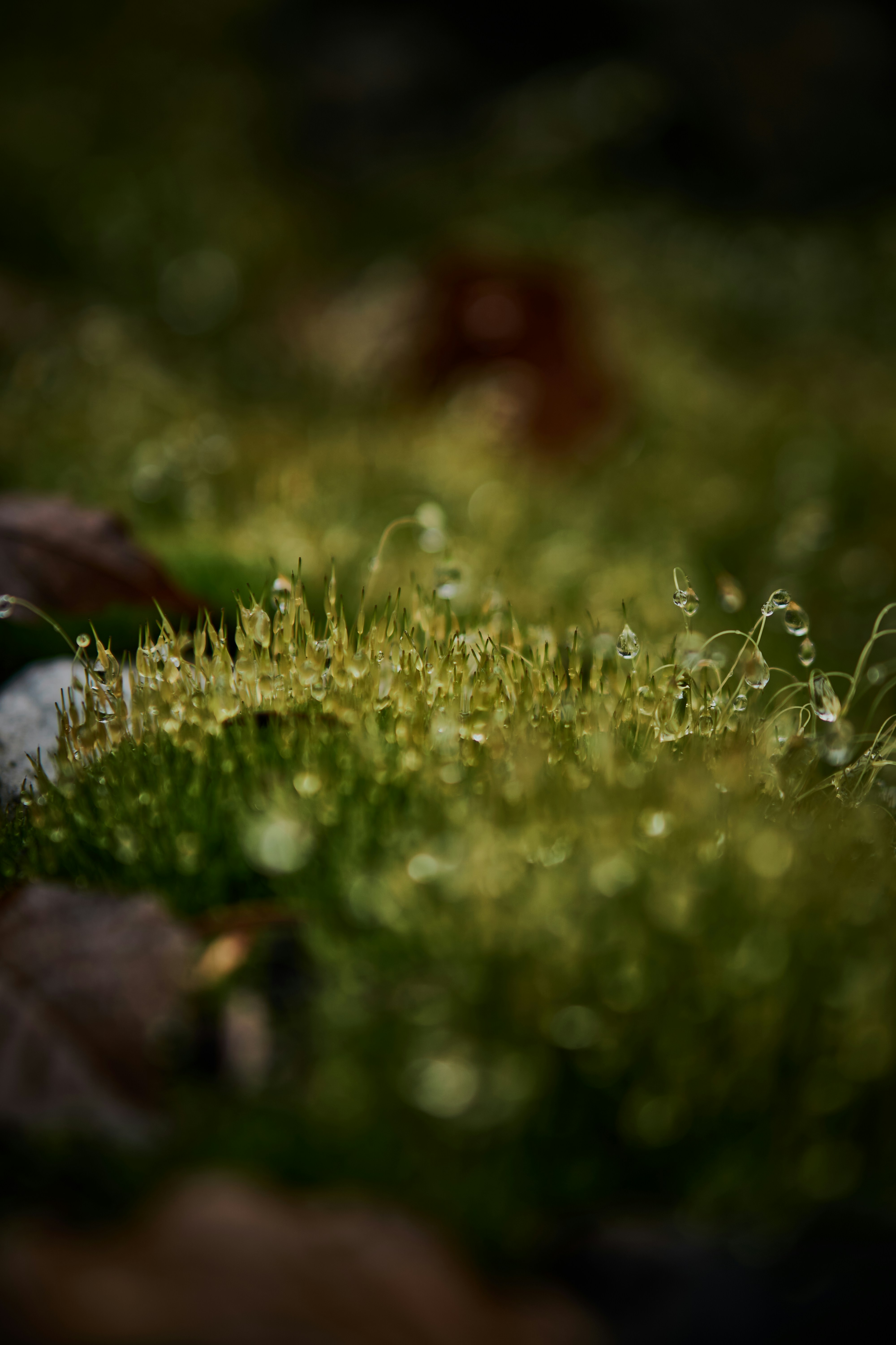Dew-kissed Moss Macro: Quiet Detail on a Forest Floor
