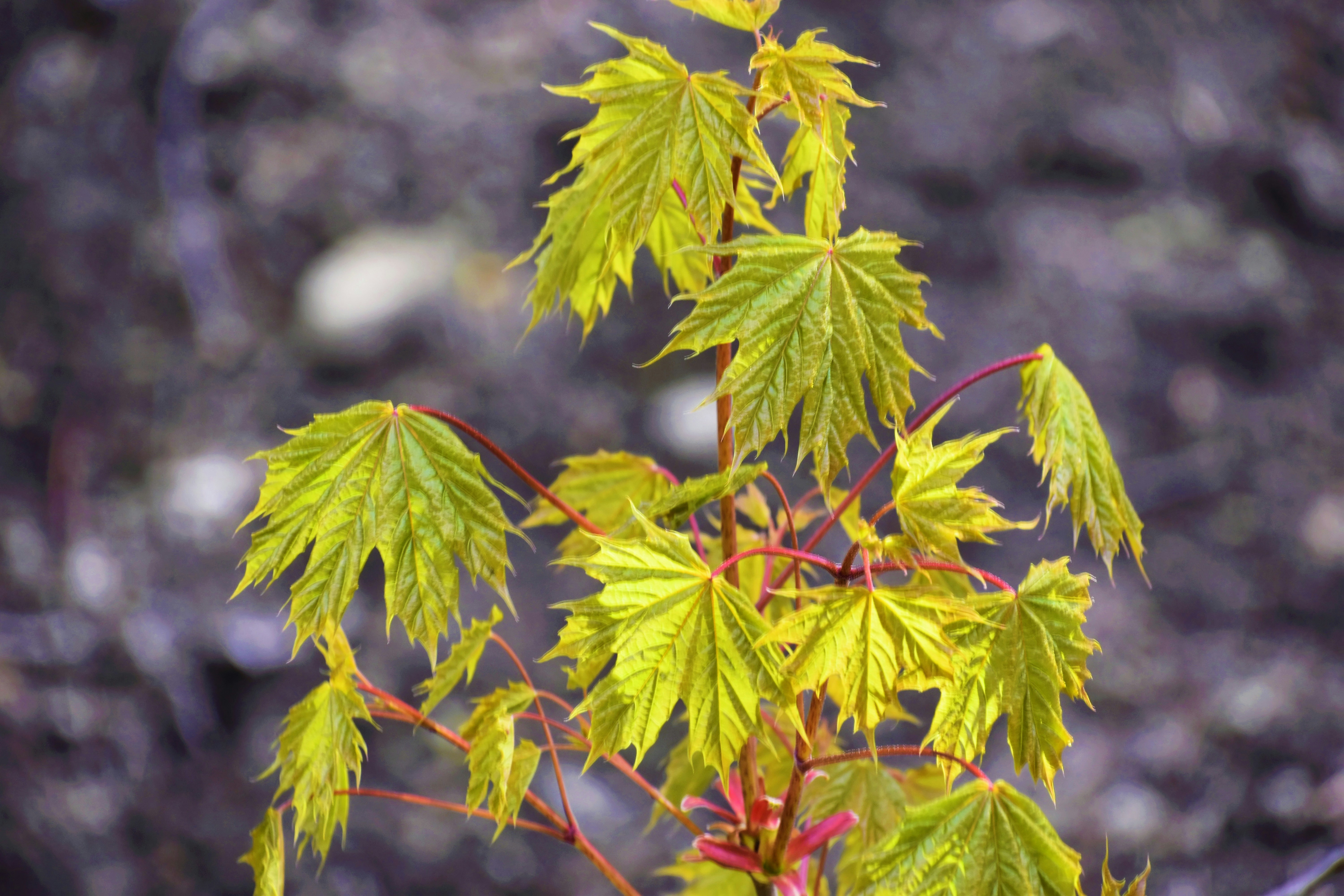 Green and red leaves in tilt shift lens photo – Free Plant Image on ...