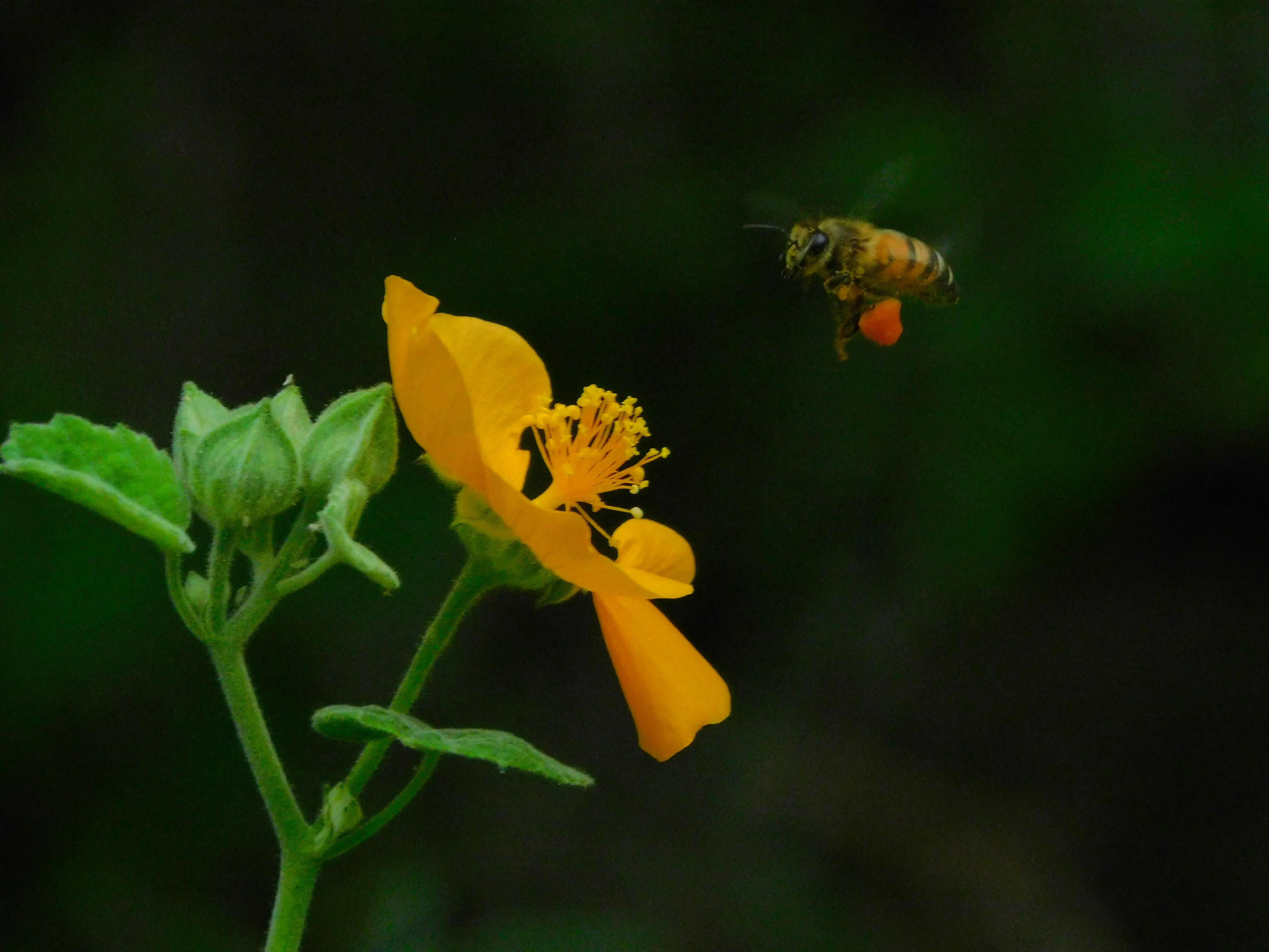 honeybee perched on yellow flower in close up photography during daytime