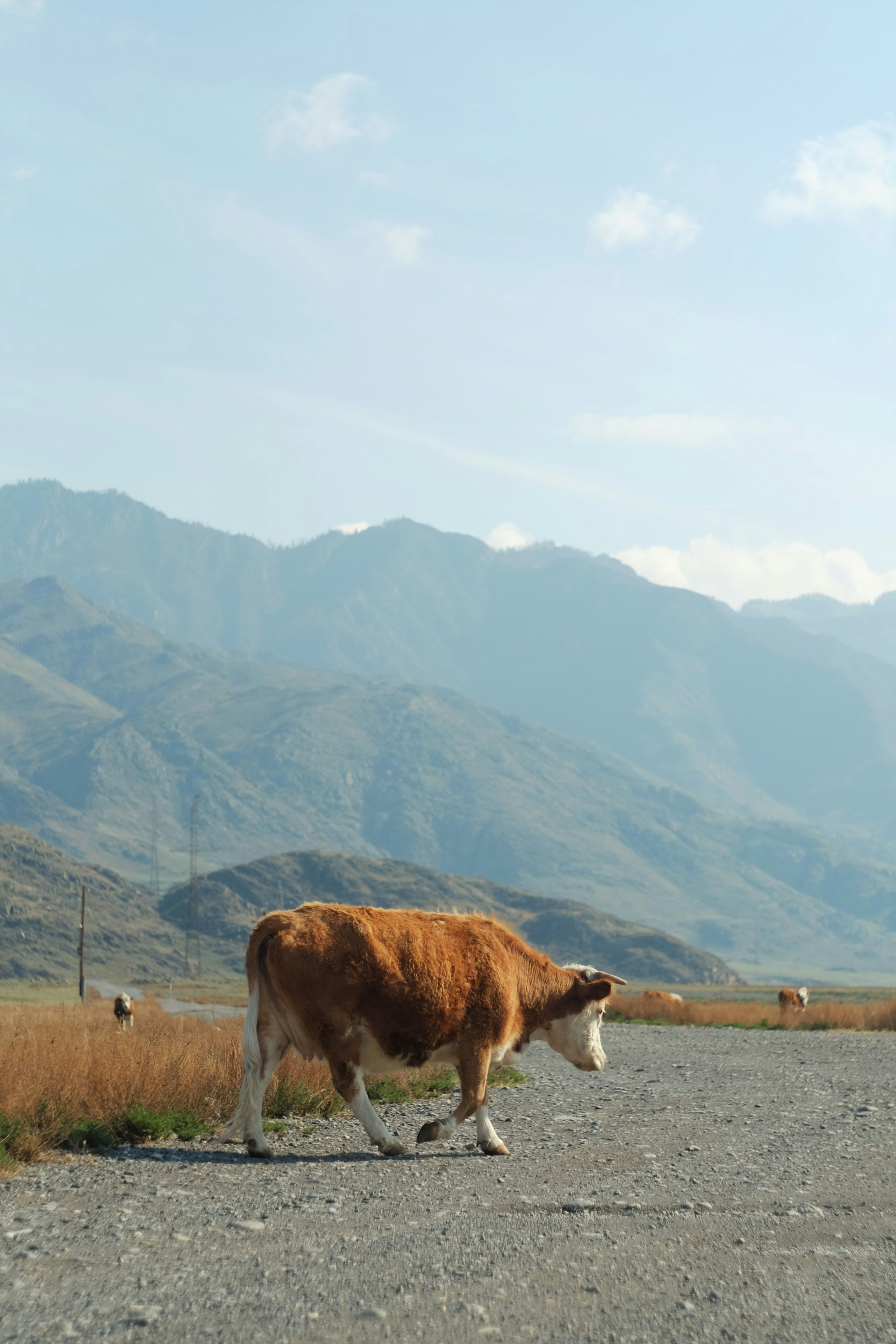 Lonely Hereford in a Distant Valley