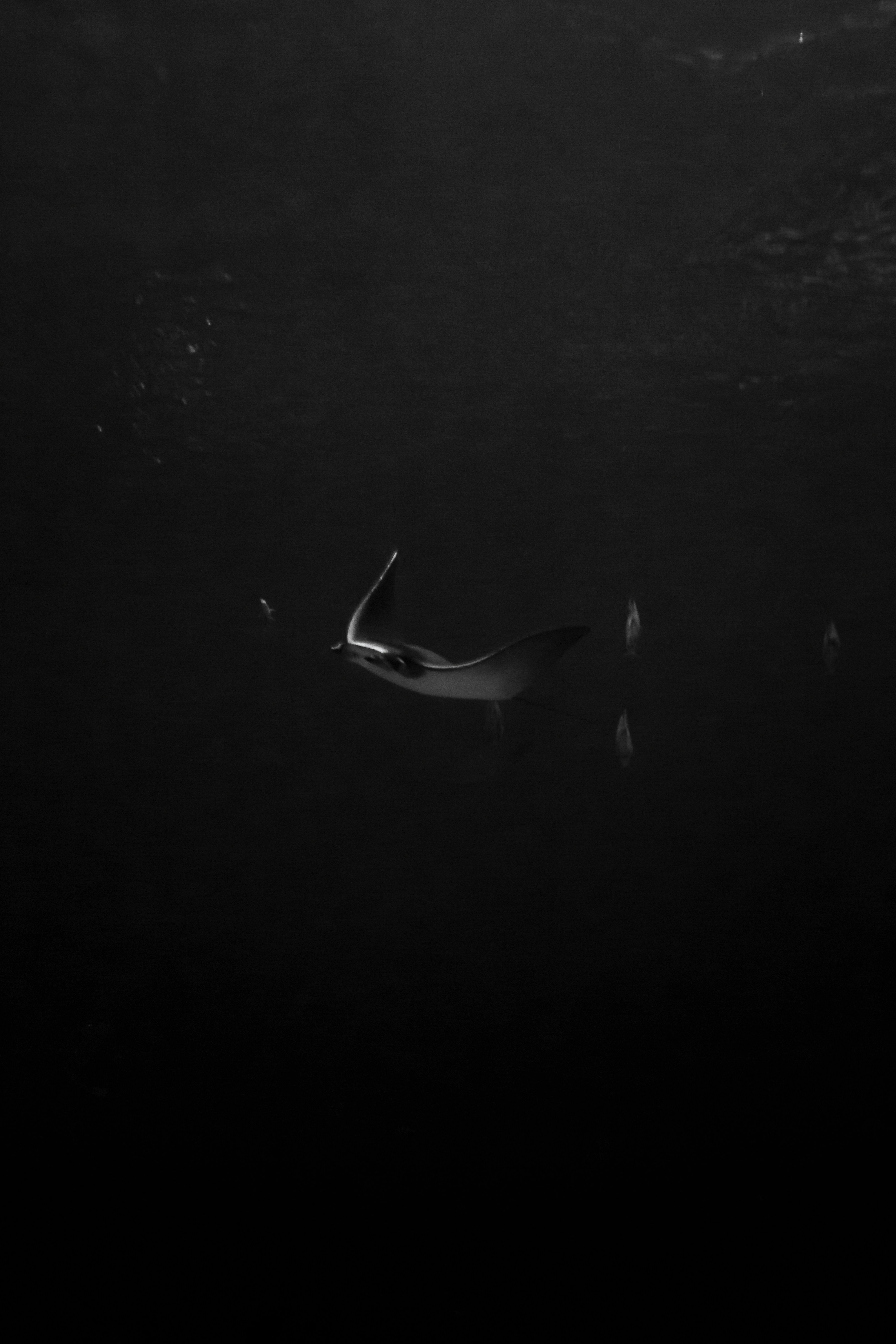 White and black dolphin on water photo – Free Baker street northwest ...