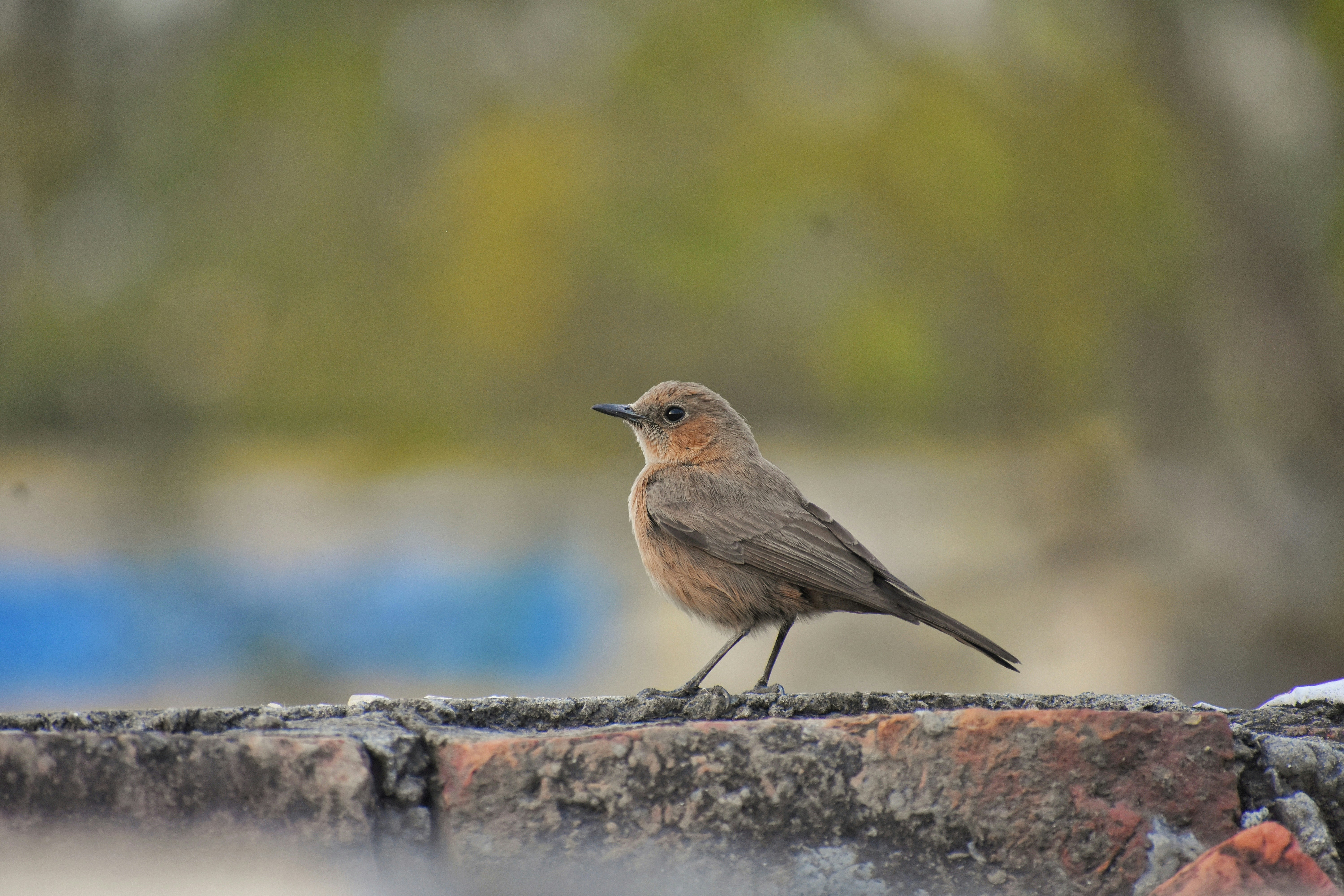 Tiny Scout on a Brick Edge