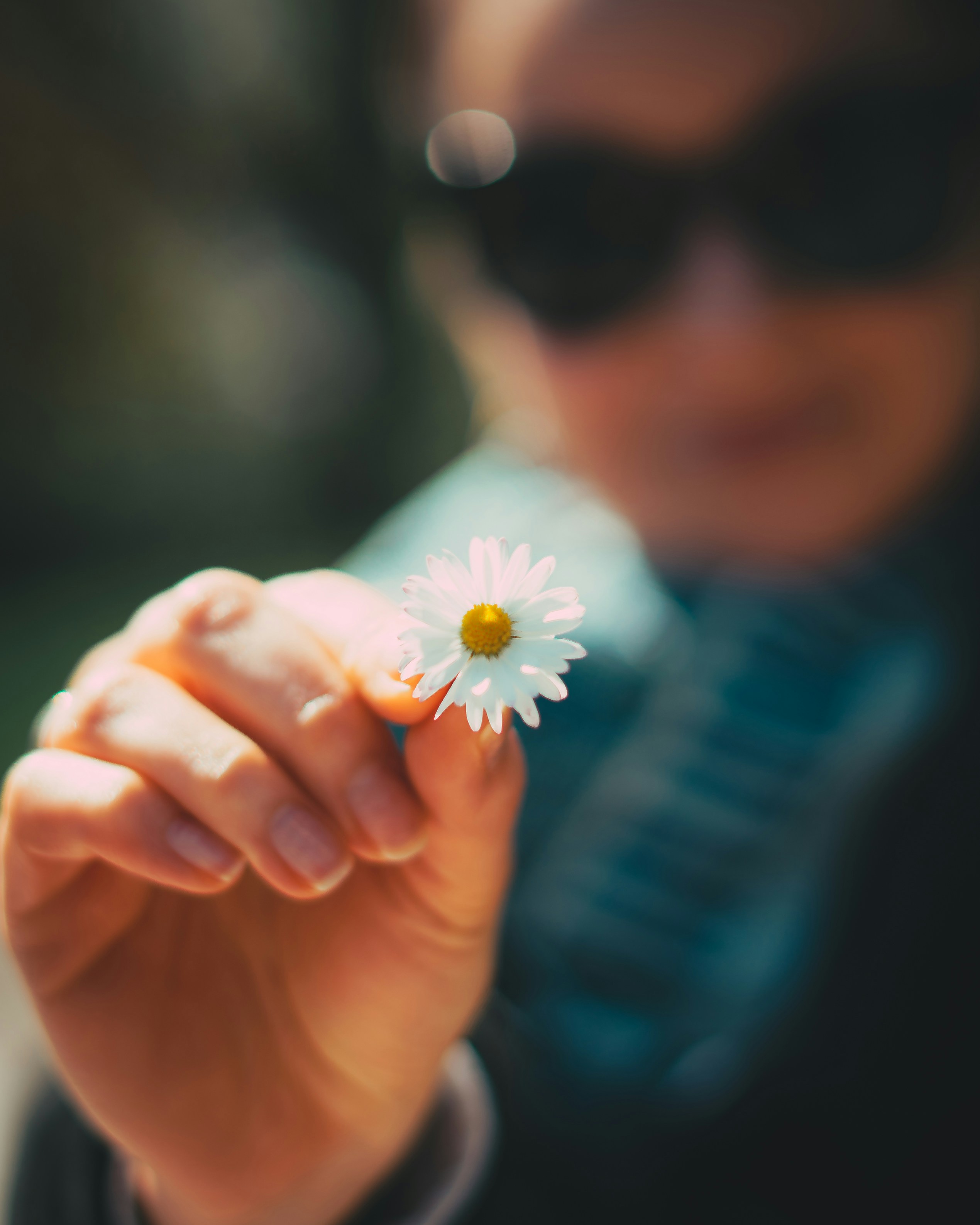 Person holding white daisy flower photo – Free Daisy Image on Unsplash