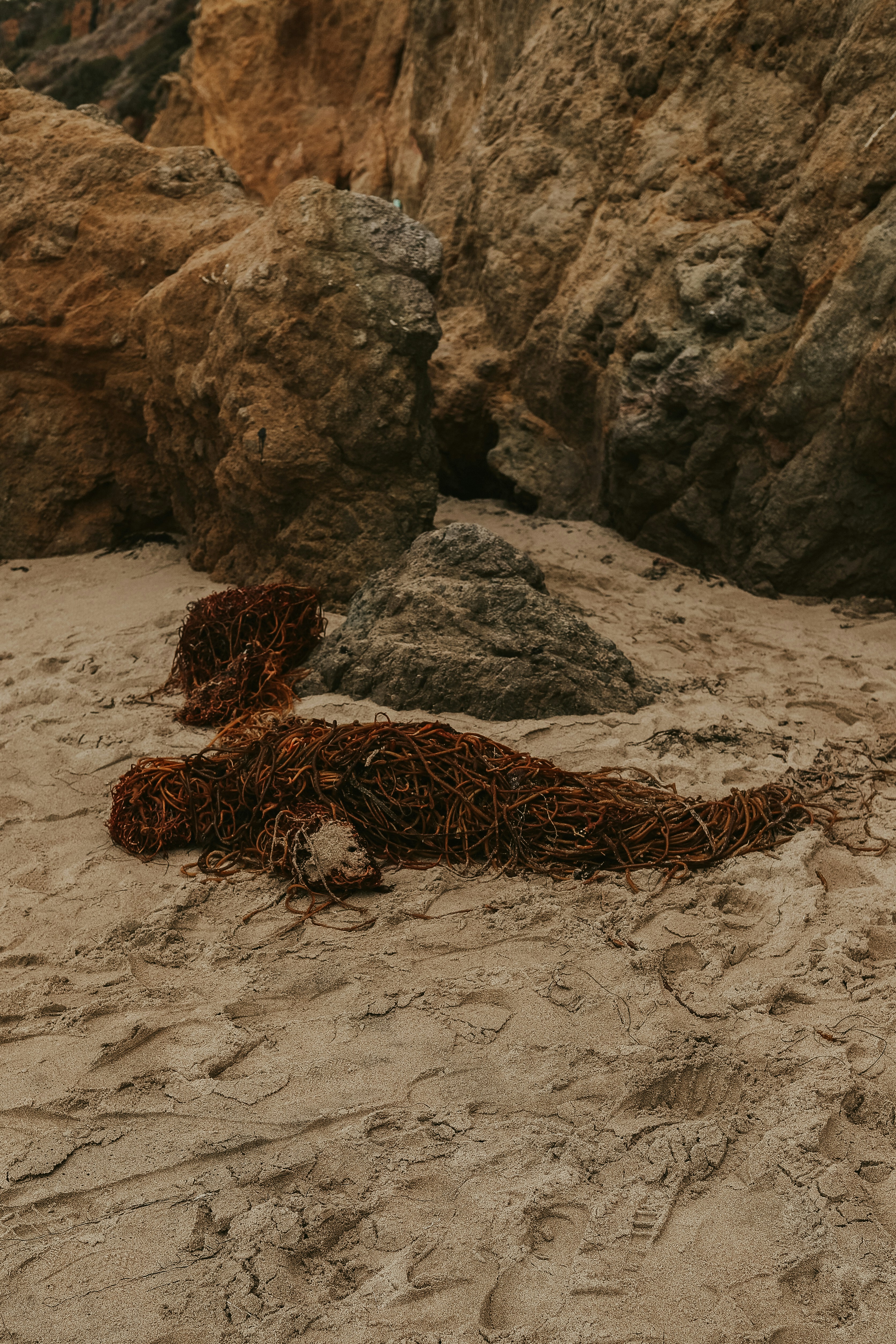 Tangled kelp-like drift at the base of weathered cliffs
