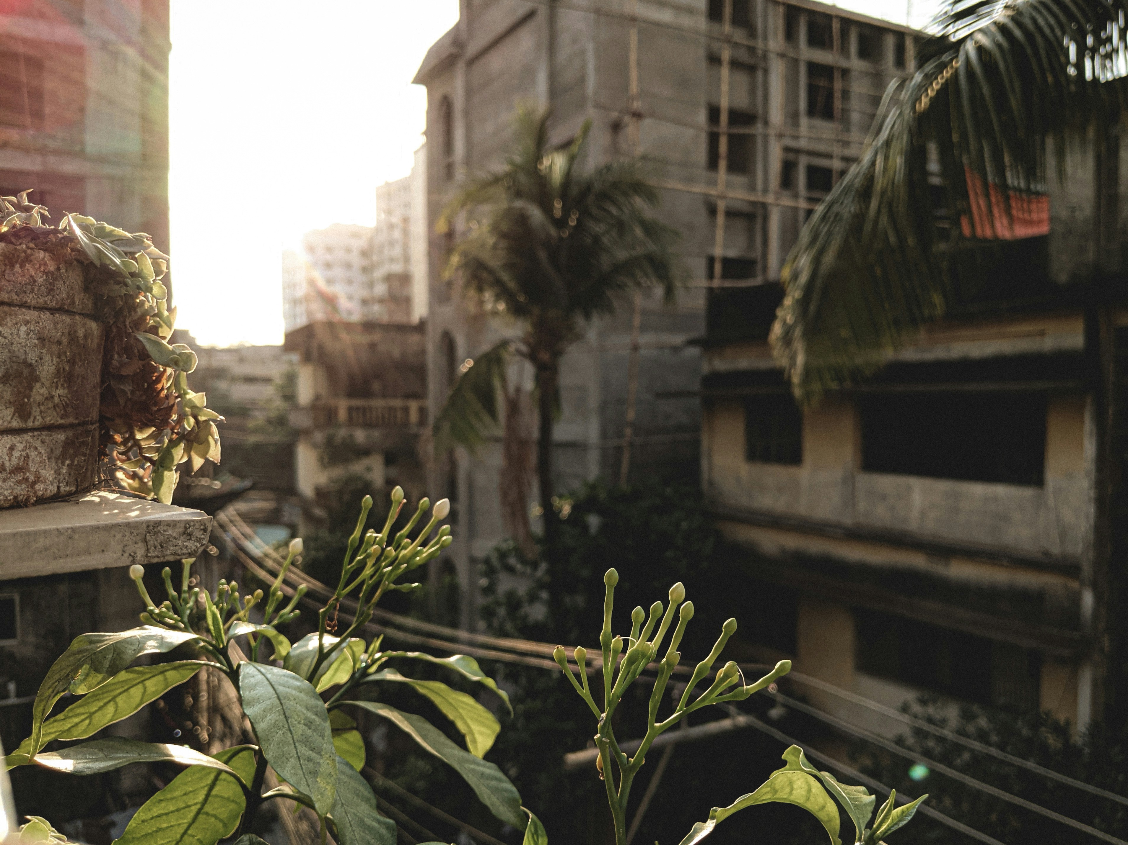Close-up of lush green plant with budding flowers, set against a backdrop of urban buildings under a warm sunset glow.