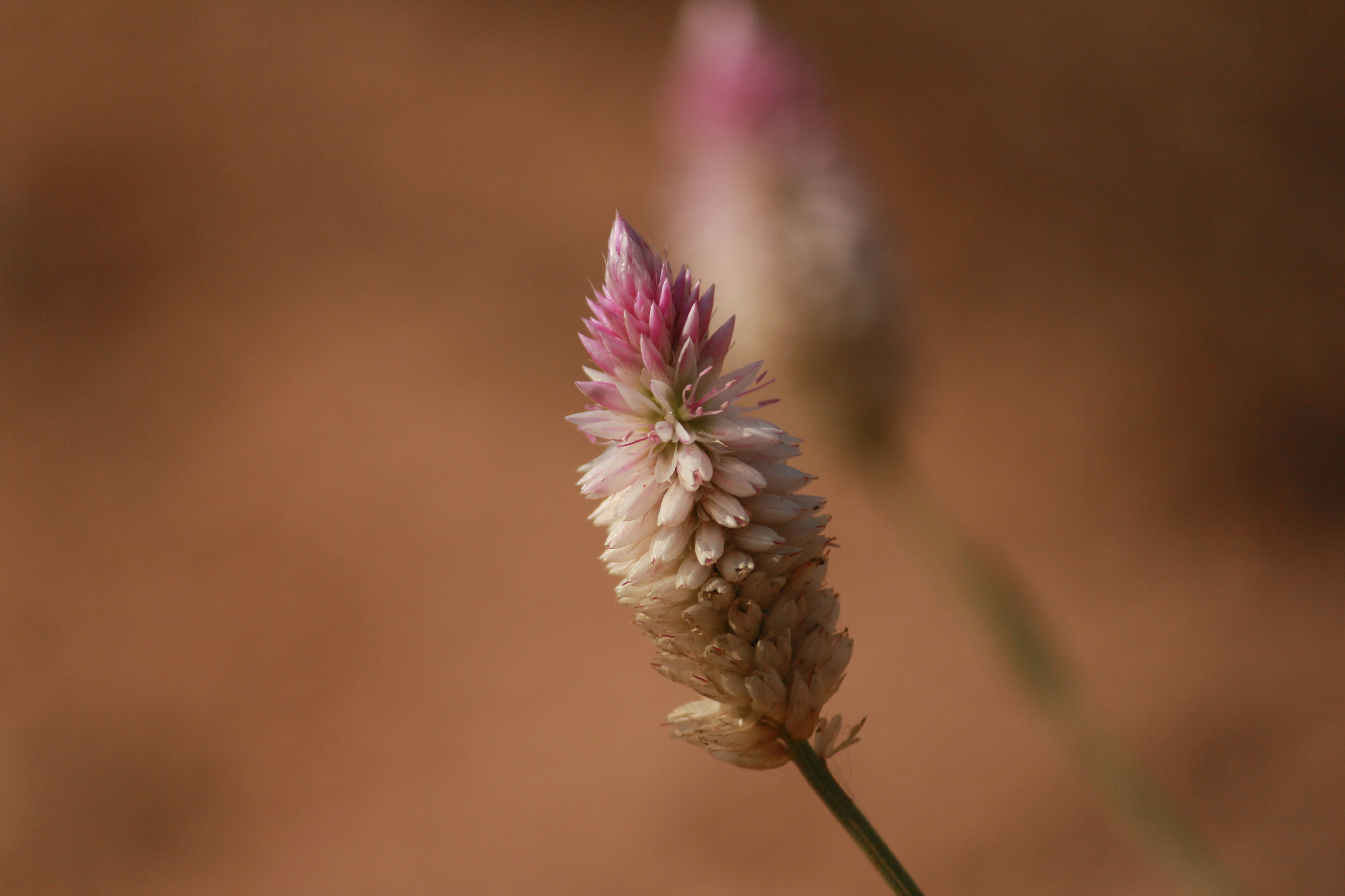 Close-up of a pink and white flowering spike against a blurred earthy background.
