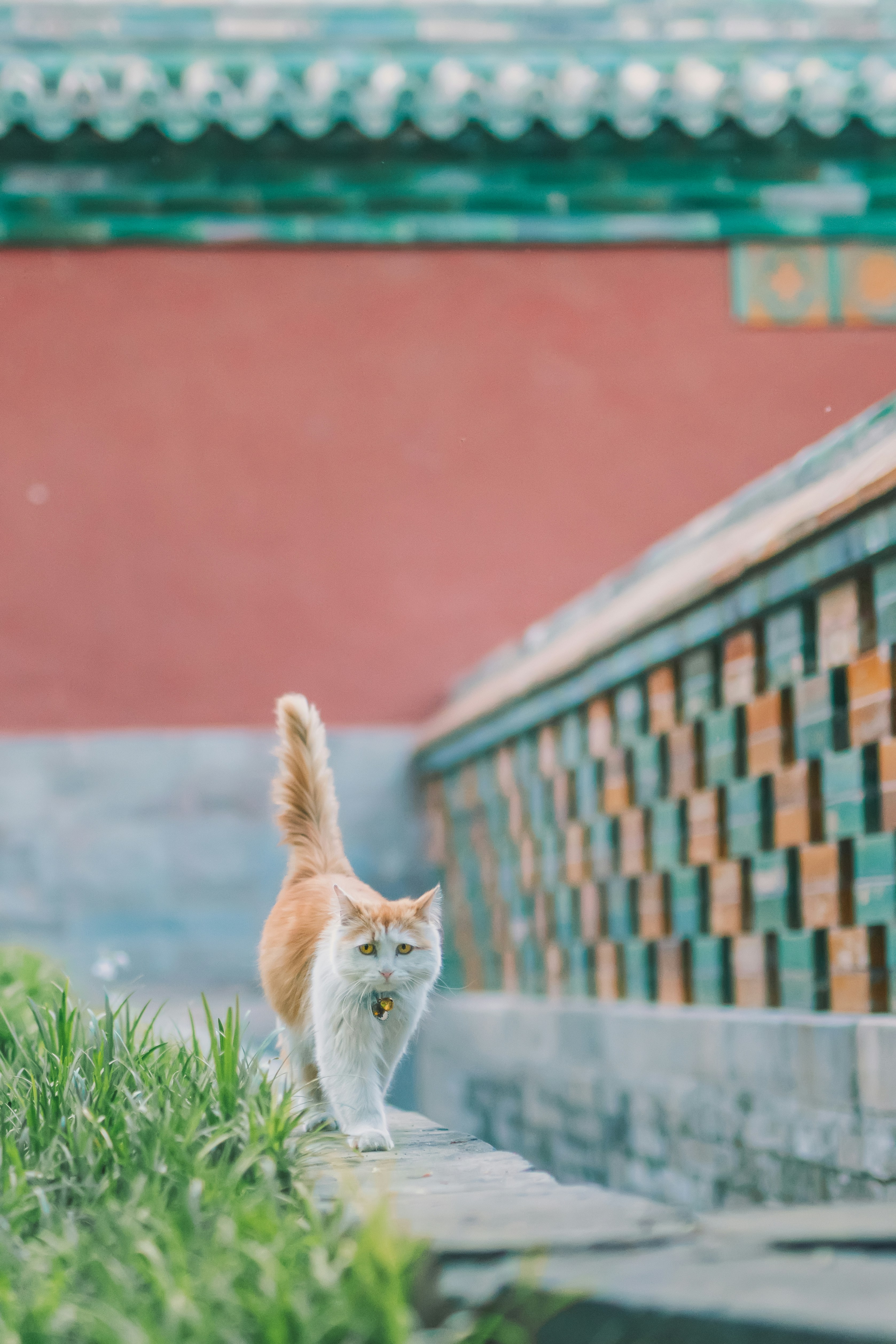 An orange and white cat strolls along a stone path, framed by vibrant greenery and traditional architecture elements. The warm colors of the setting create a serene atmosphere.