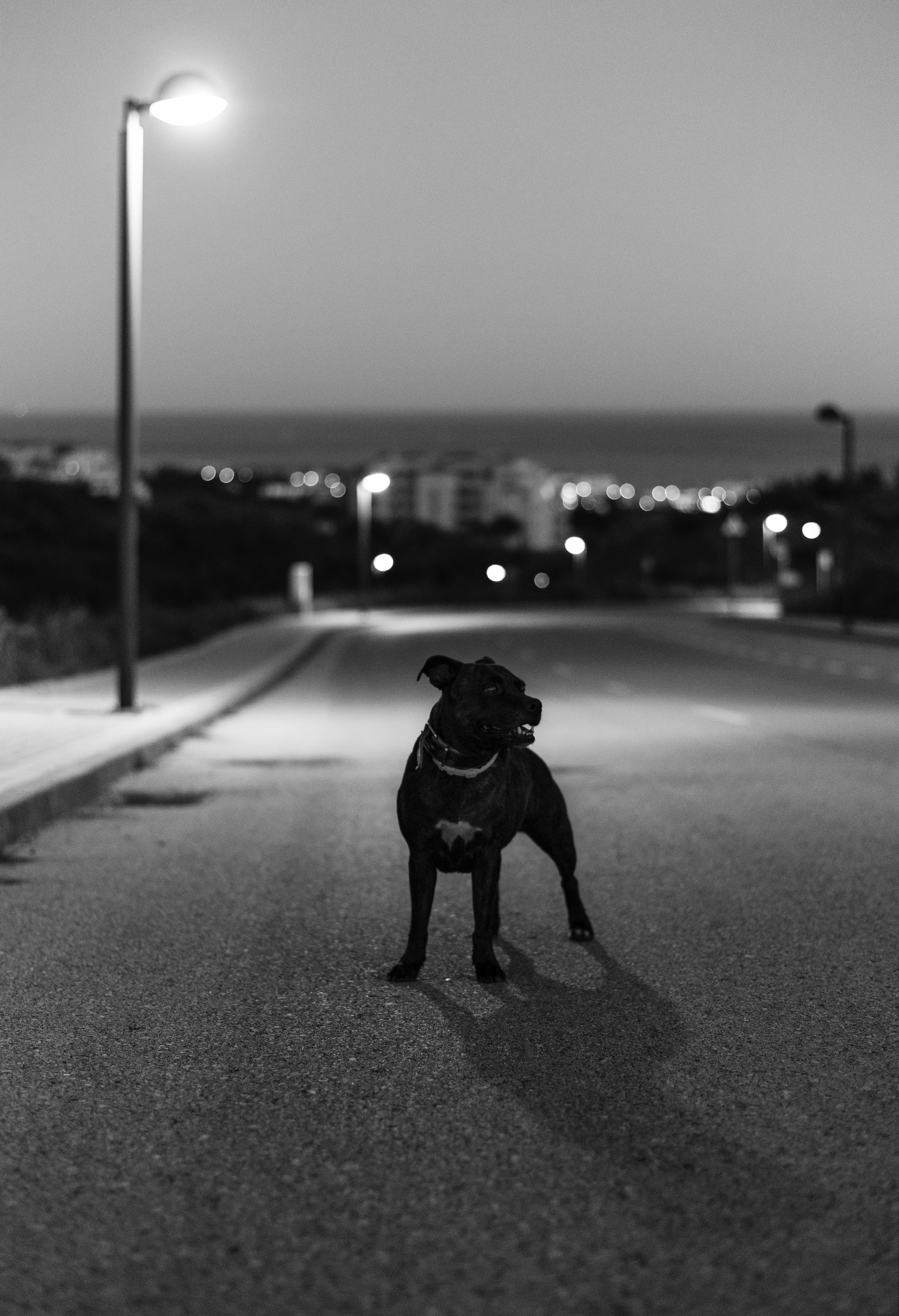 Noir by the Lamp: A solitary hound anchors a quiet coastal street