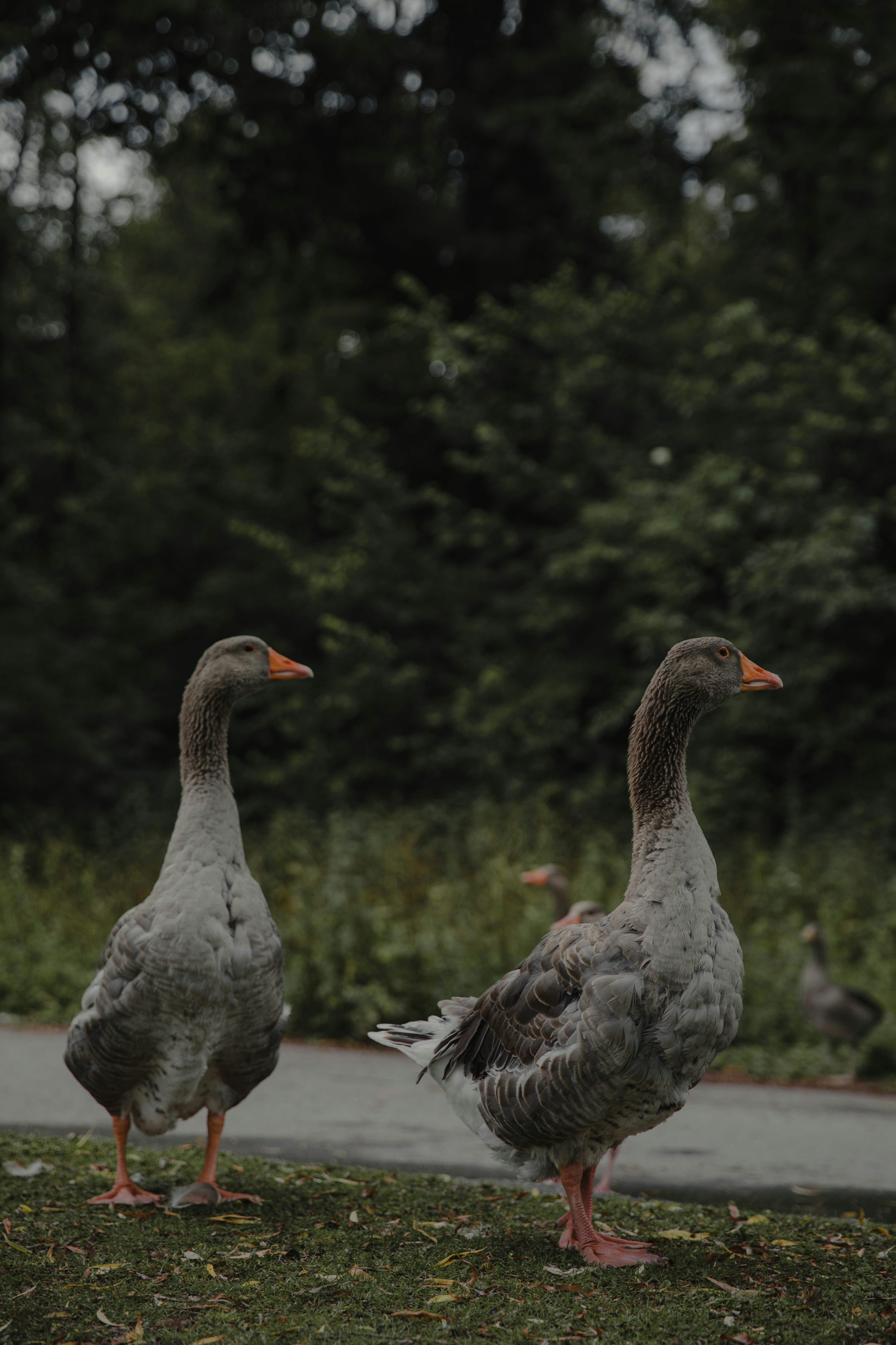 Greylag Duet on a Park Path