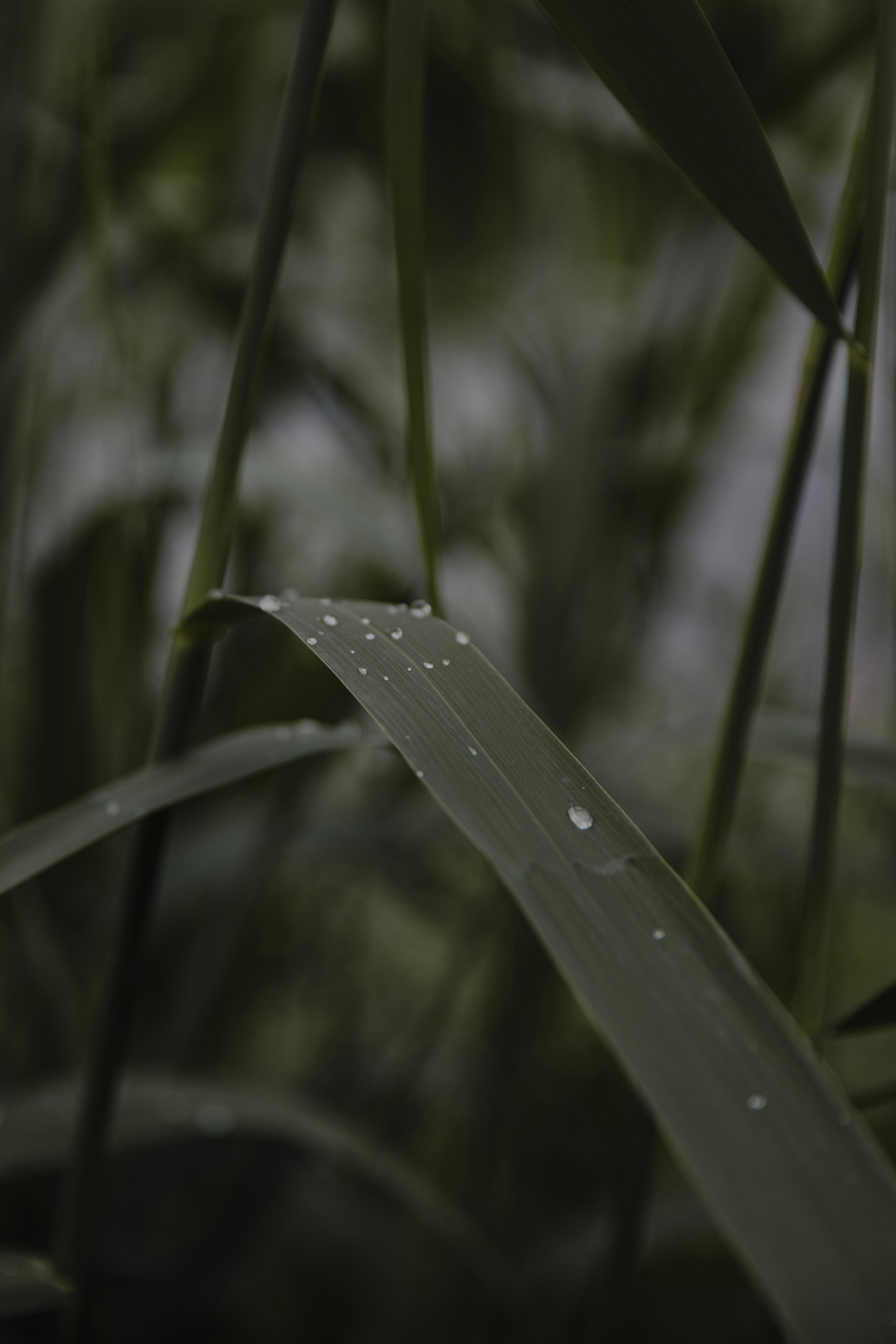 Water droplets on green leaf photo – Free Water drop Image on Unsplash