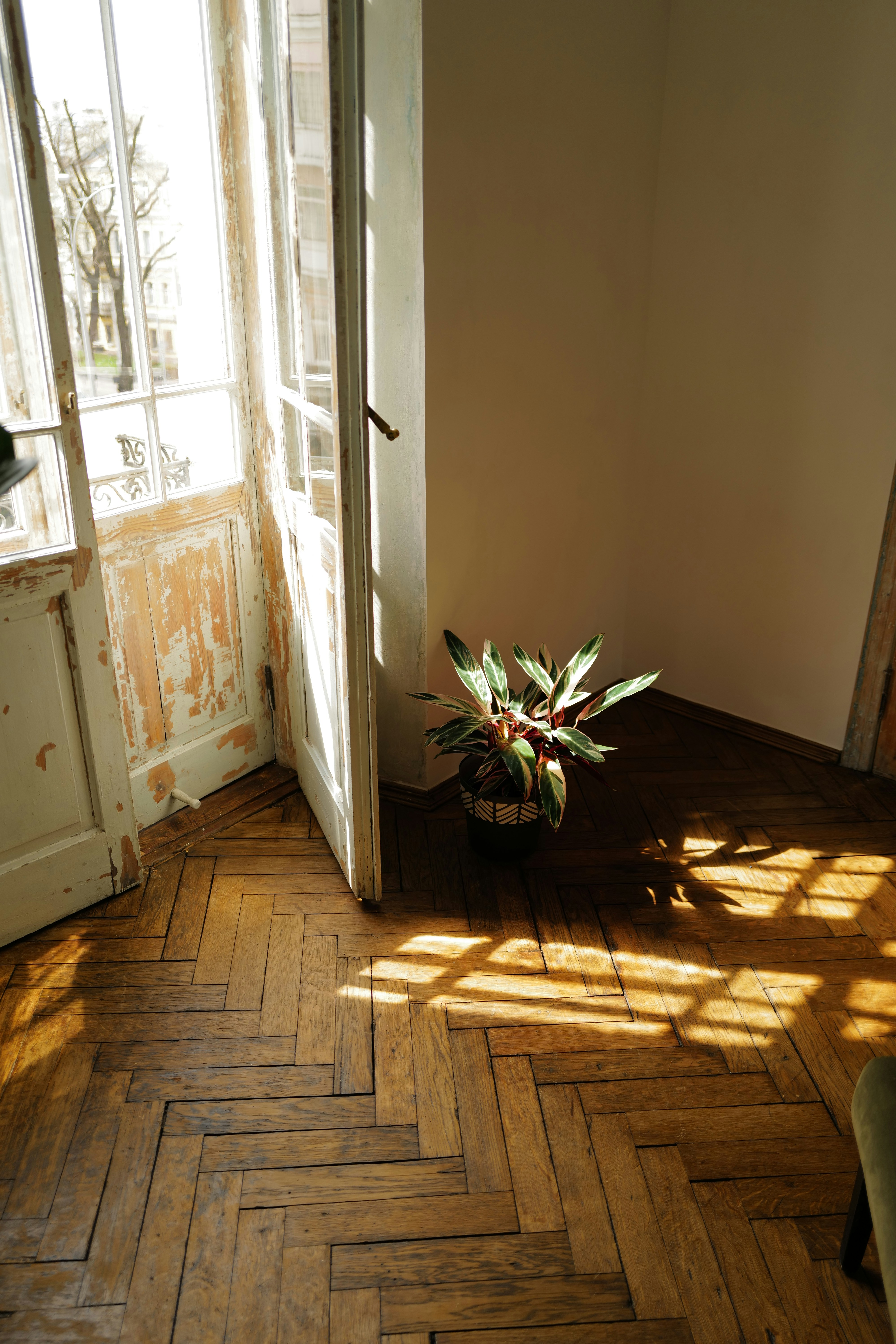 Threshold Light: A potted plant in a sunlit room with weathered doors