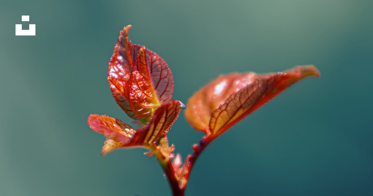Foto Planta De Hoja Roja Y Verde Imagen Asilah Gratis En Unsplash