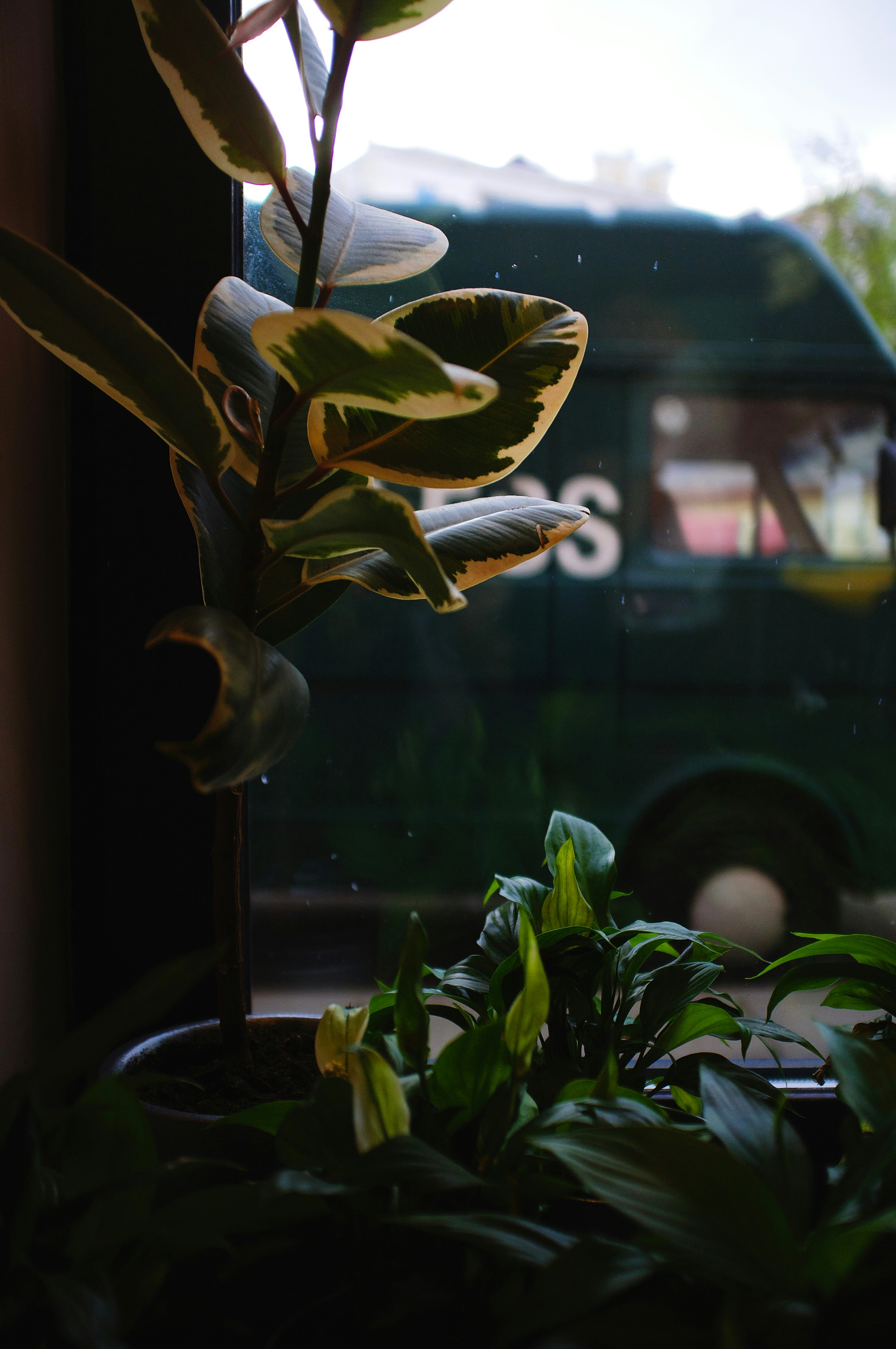 A lush indoor plant stands prominently in the foreground, with a blurred green vehicle in the background, creating a serene contrast between urban and natural elements.