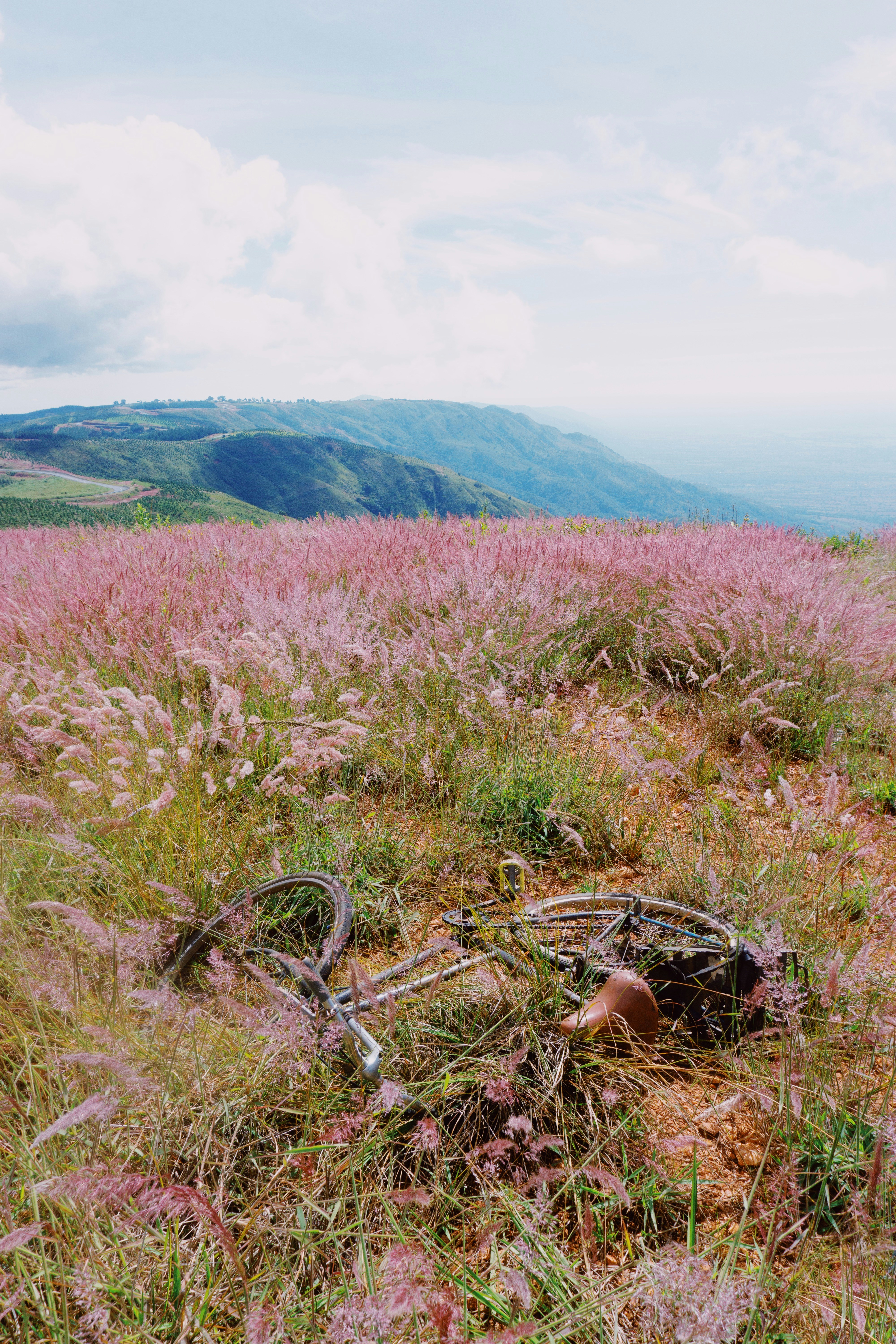 Bicycle Resting in a Sea of Pink Grass on a Distant Clifftop