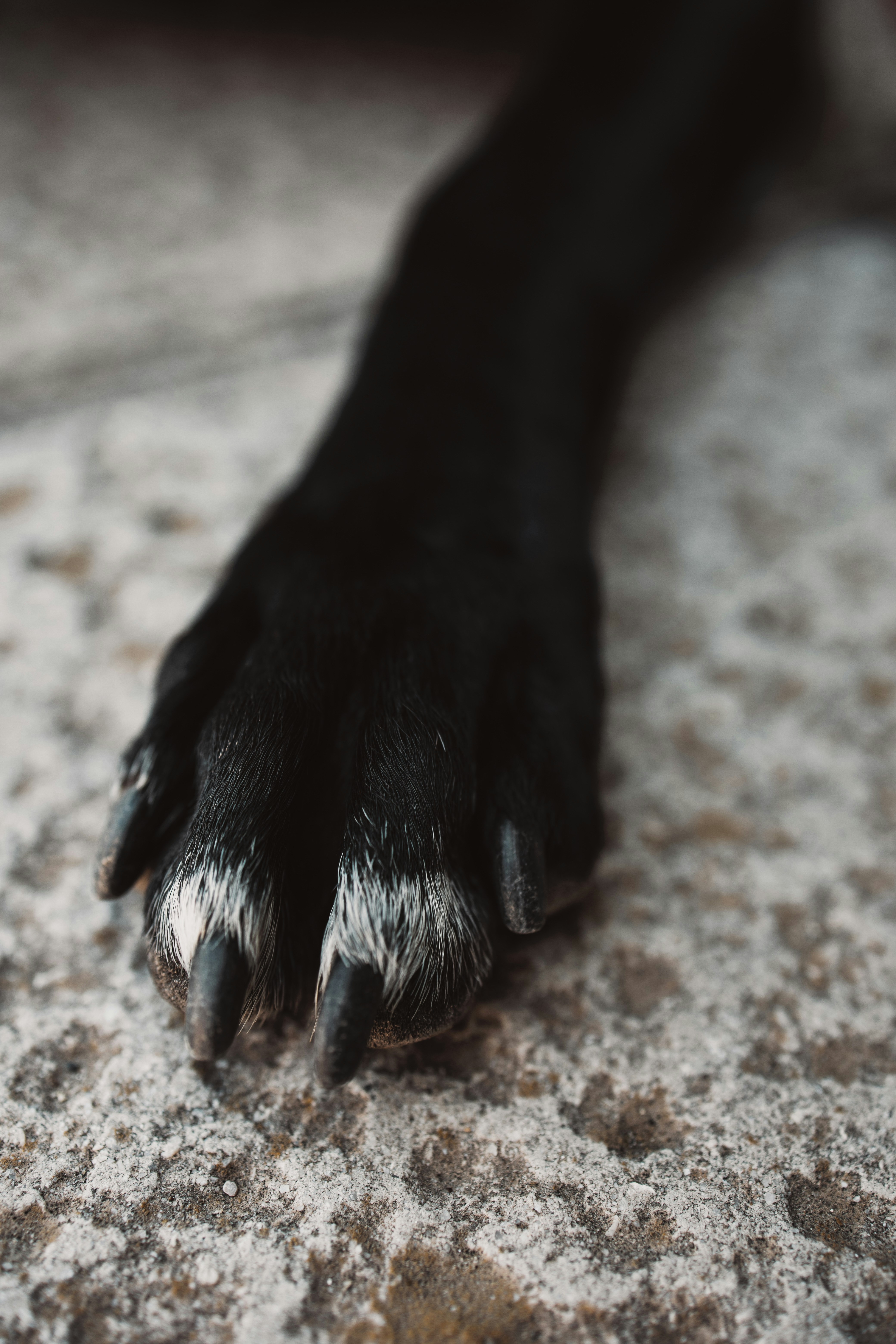 black short coat dog paw