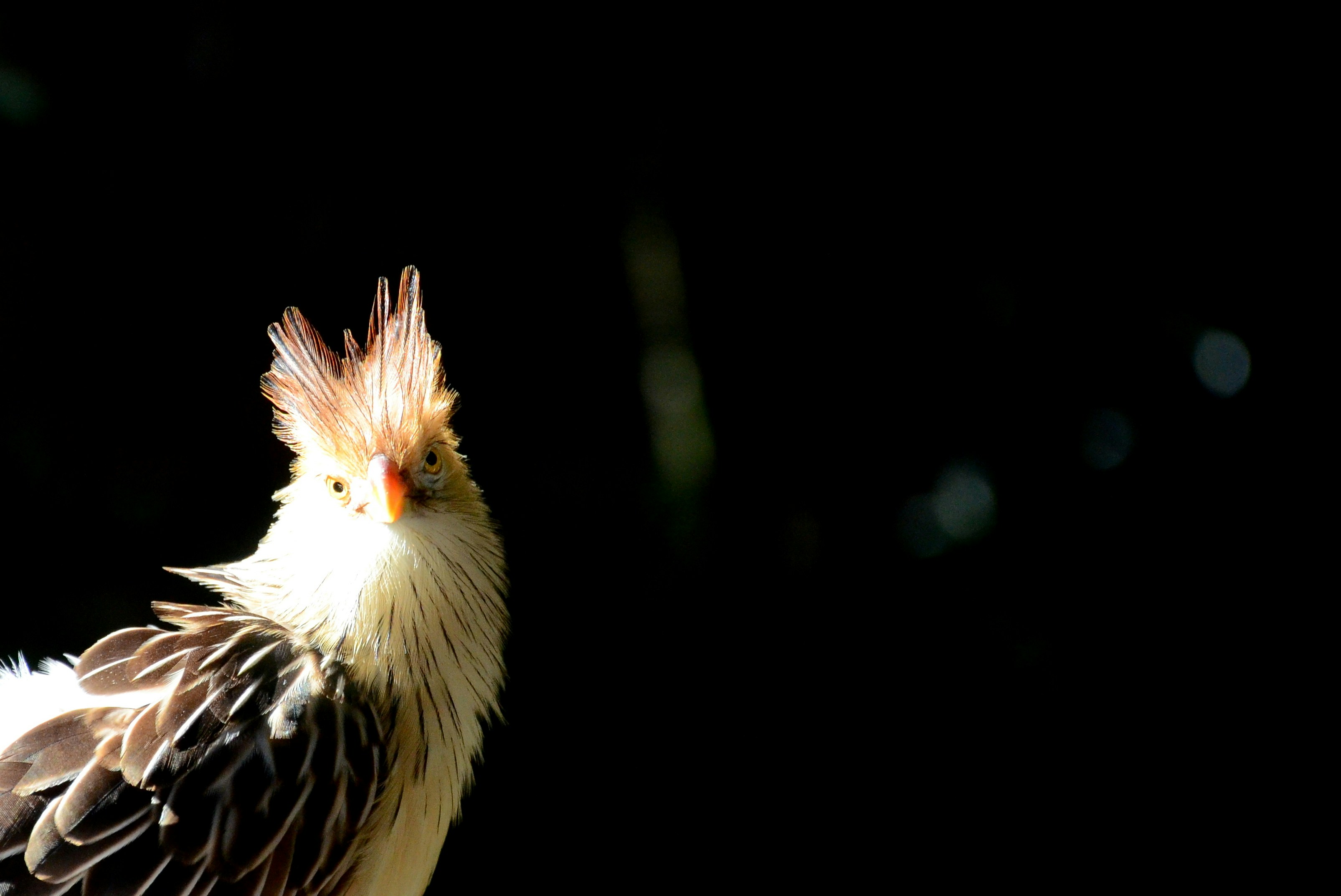 Spotlit Cockatiel Crest Against Velvet Darkness