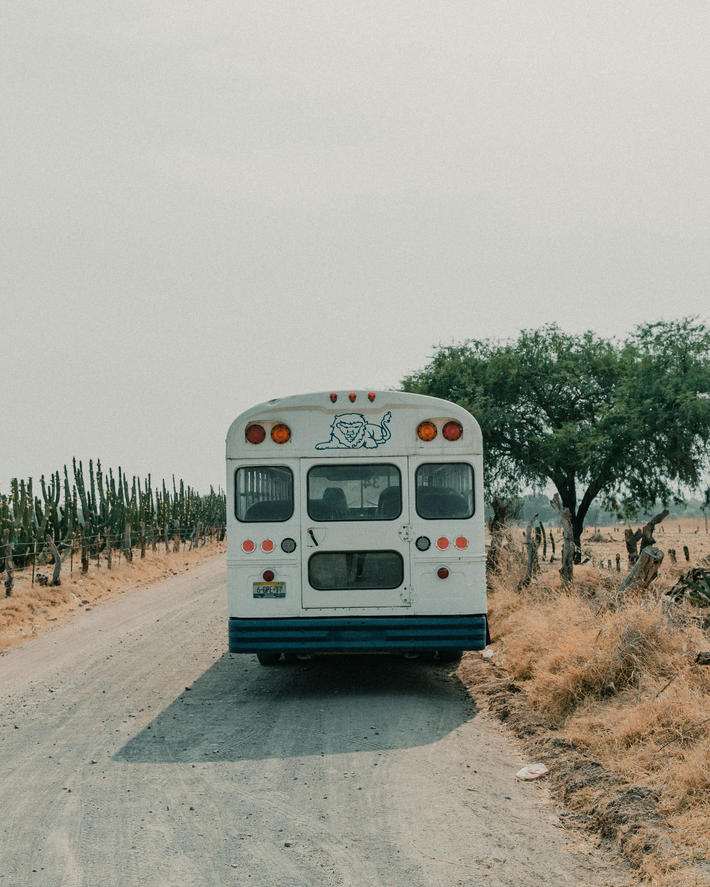 Rear of a white school bus threading a dusty vineyard road, with a lone tree as witness