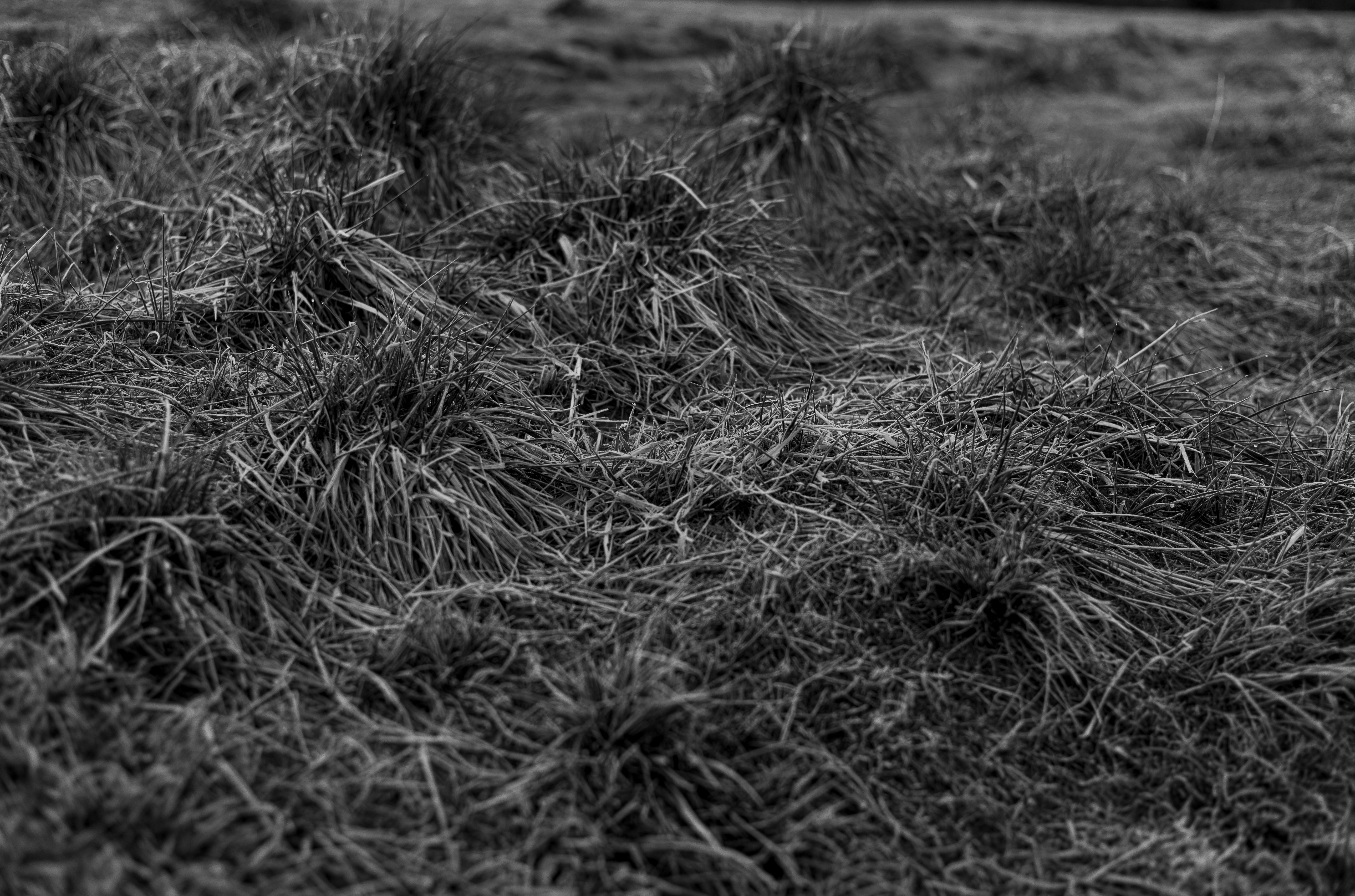 Grayscale photo of grass field photo – Free Minimalism Image on Unsplash