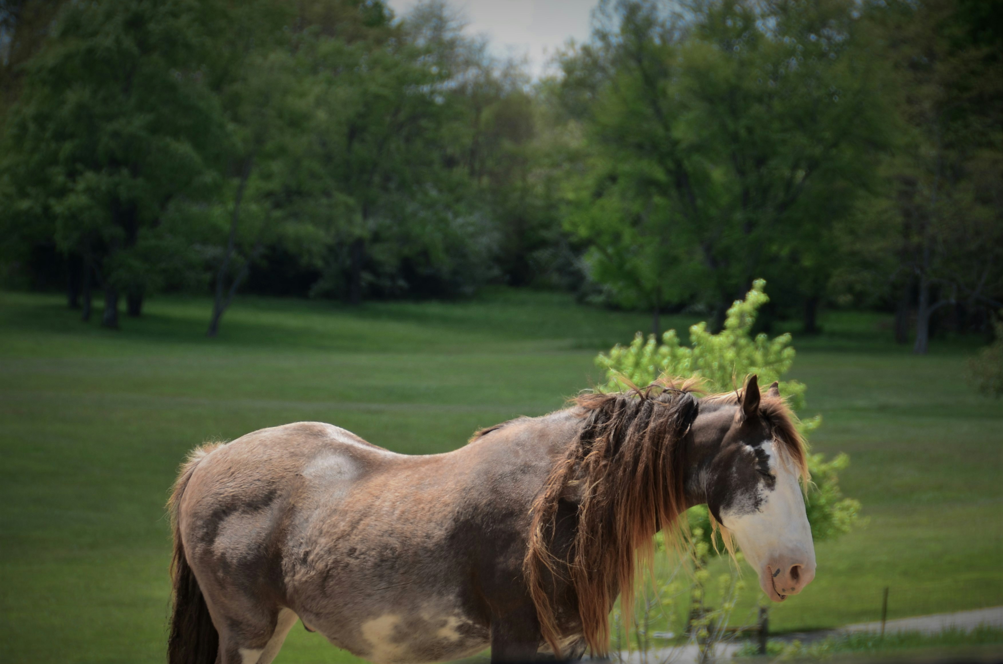 Hushed Meadow Portrait: A Brown-and-White Horse in Soft, Green Light