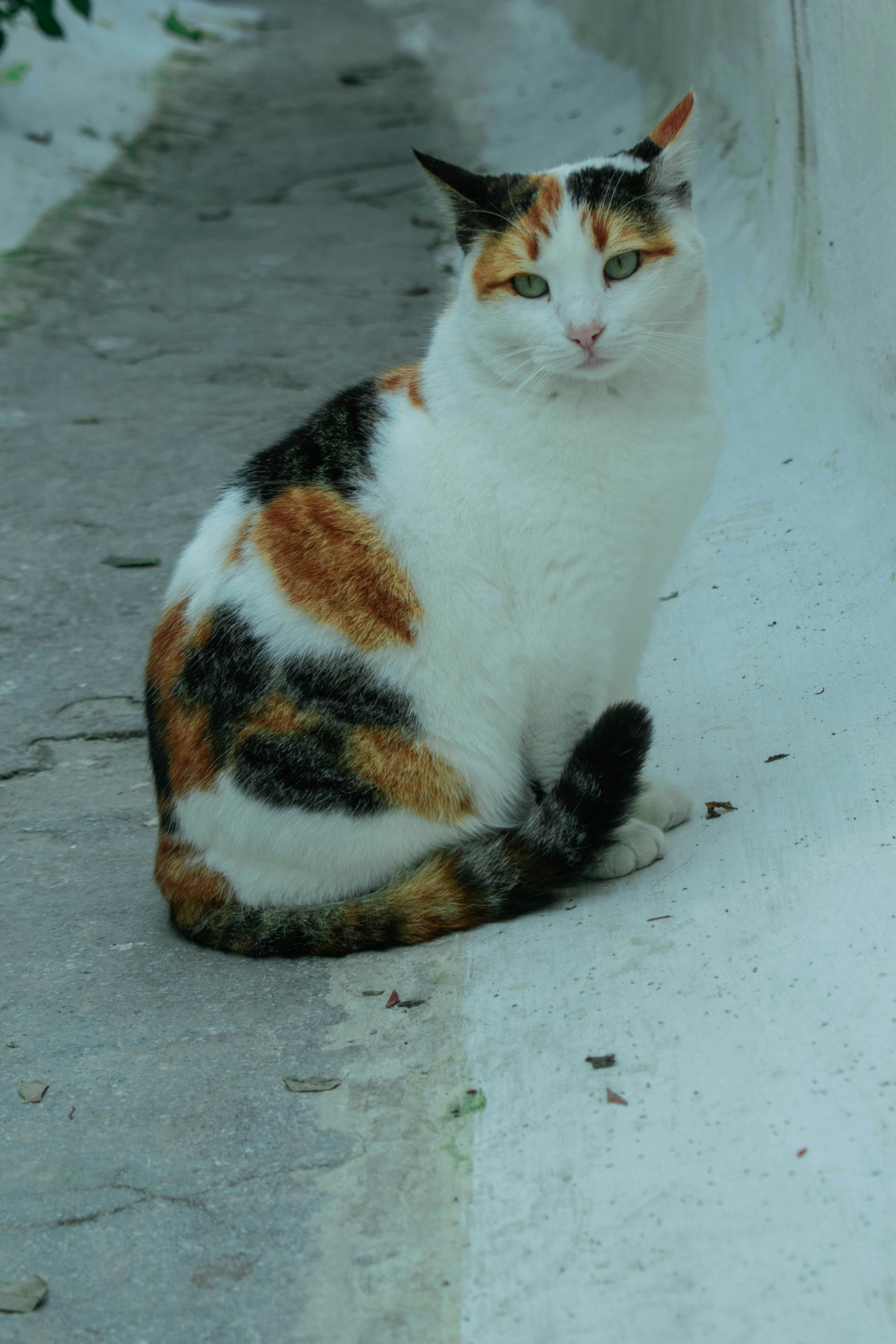Calico cat on gray concrete floor photo – Free Greece Image on Unsplash