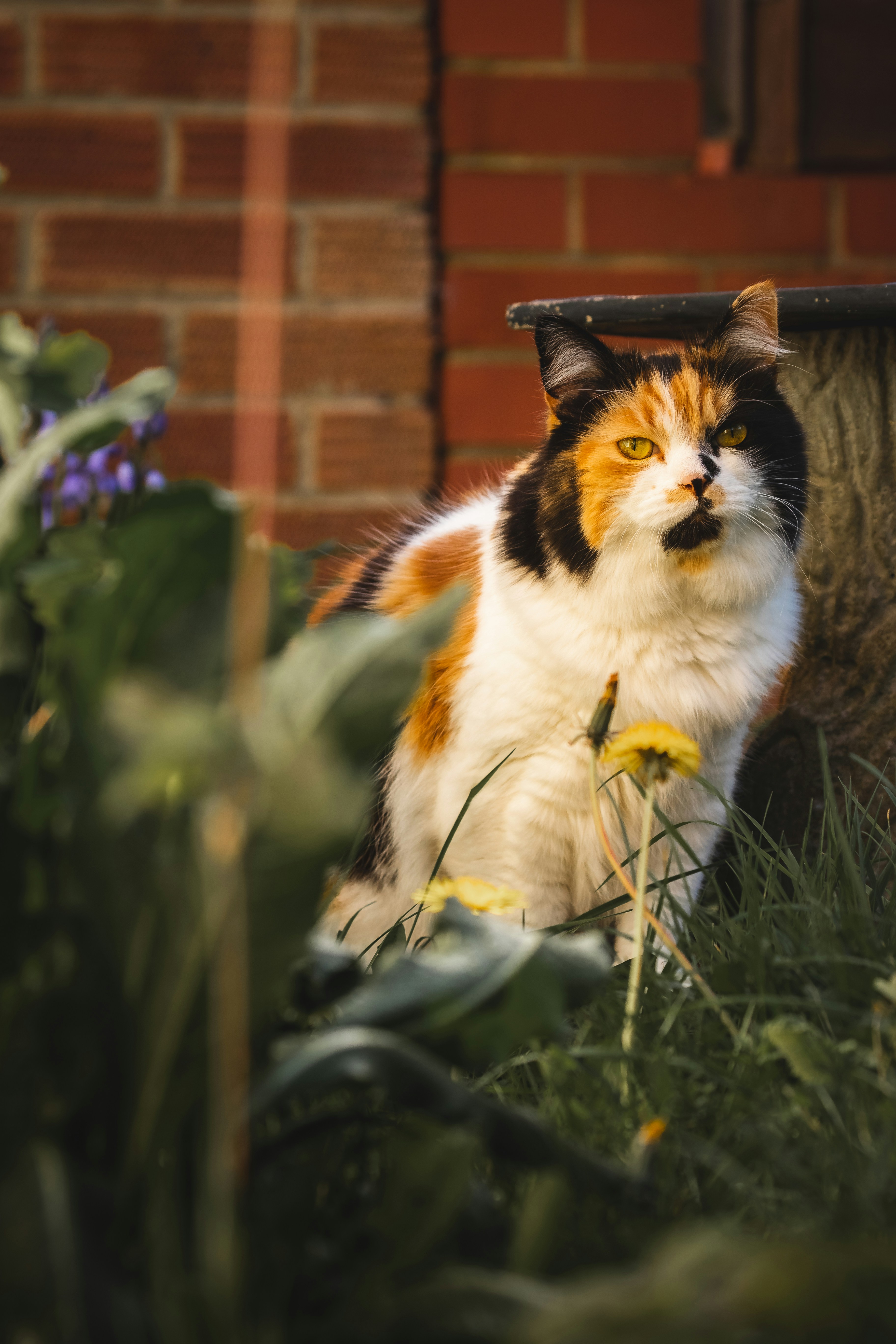 Calico Guardian in a Sunlit Garden by a Brick Wall