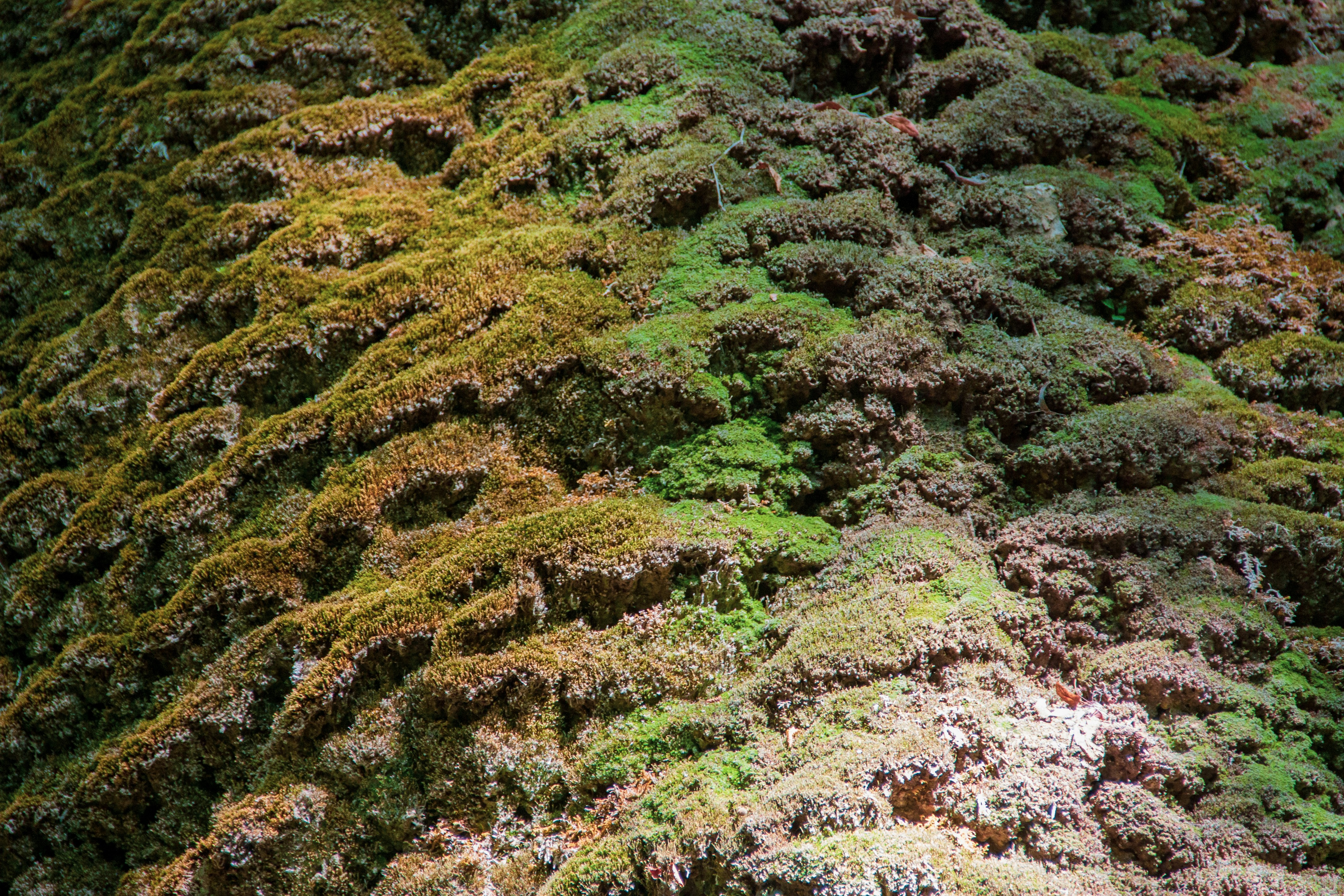 Evgenii Levin (@evglevin) | Communauté photos Unsplash