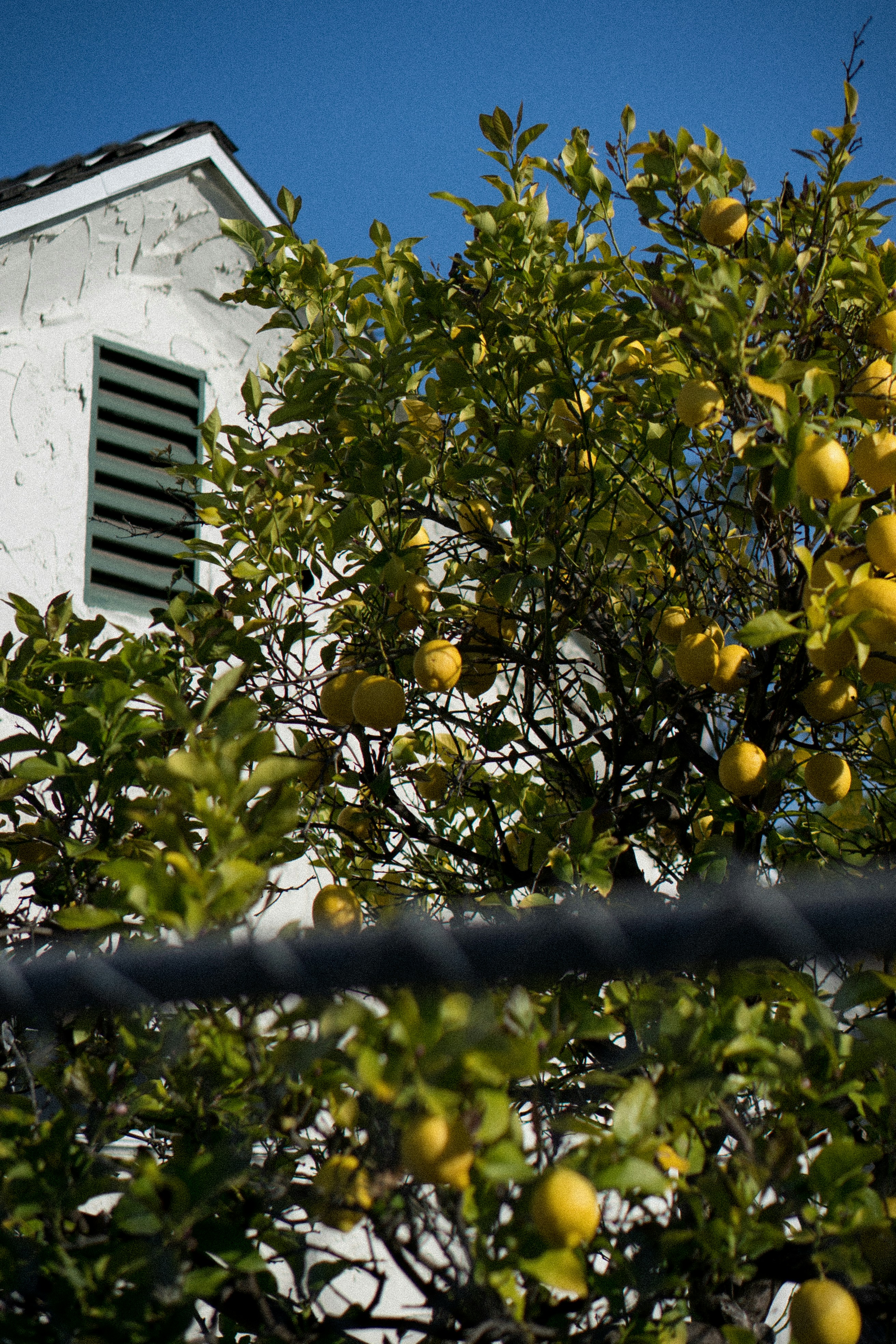 Lemon-Laden Canopy Framing a Sunlit White Villa