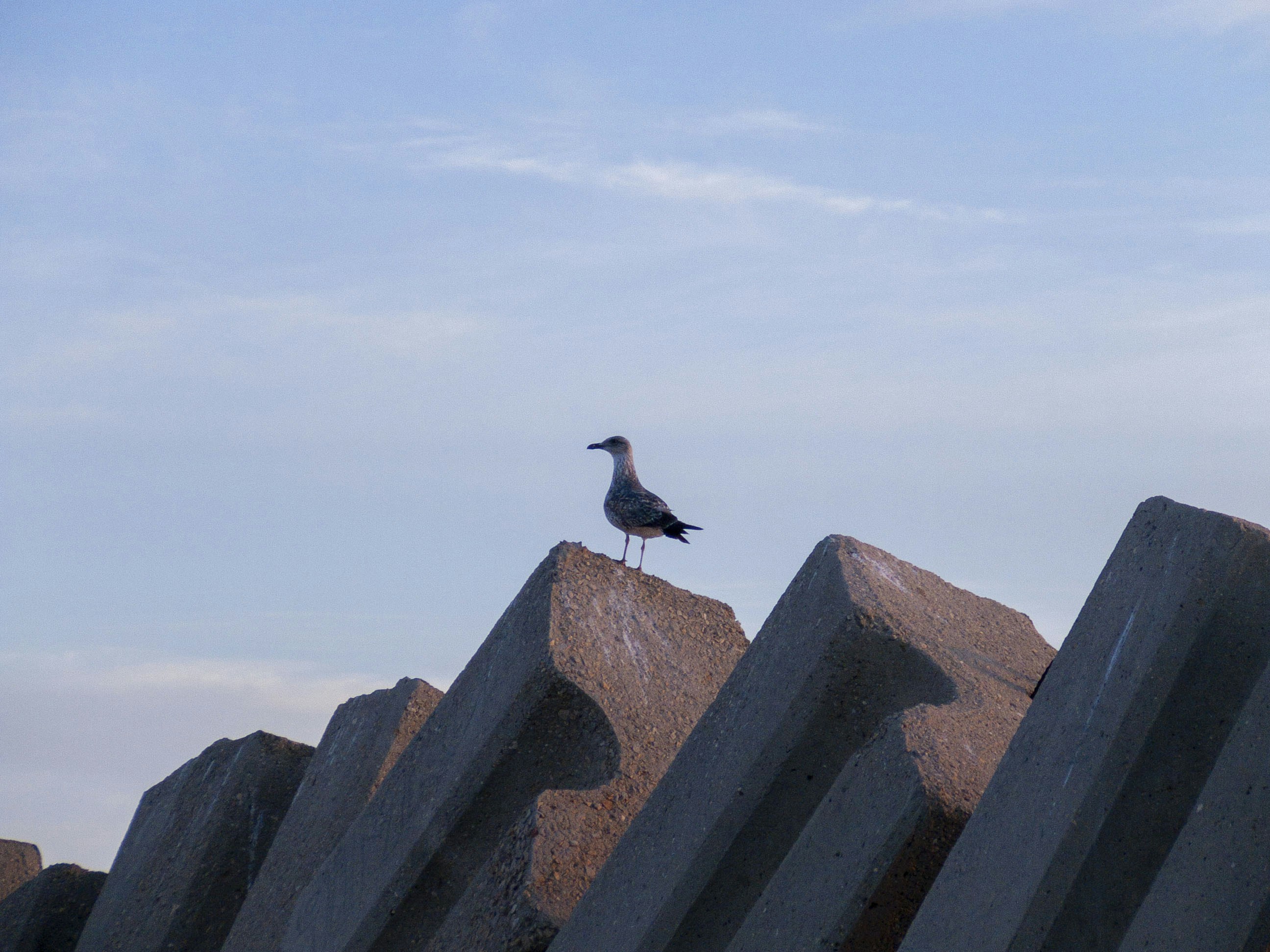 A seagull perched on an angular concrete structure against a serene sky. The composition highlights the contrast between nature and man-made elements.