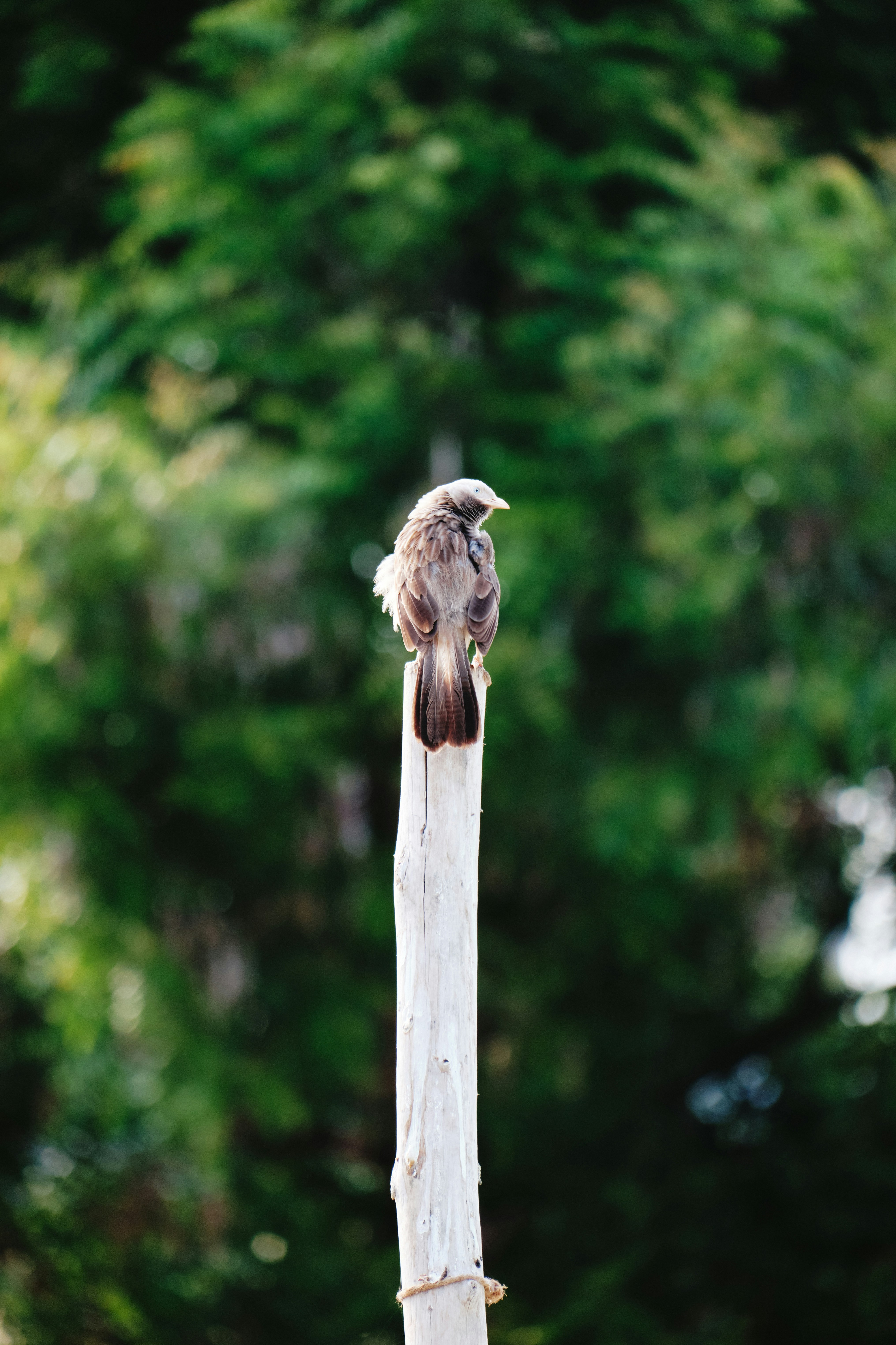 A bird perched atop a tall, slender pole, surrounded by a lush green backdrop. The scene captures a moment of tranquility and focus.
