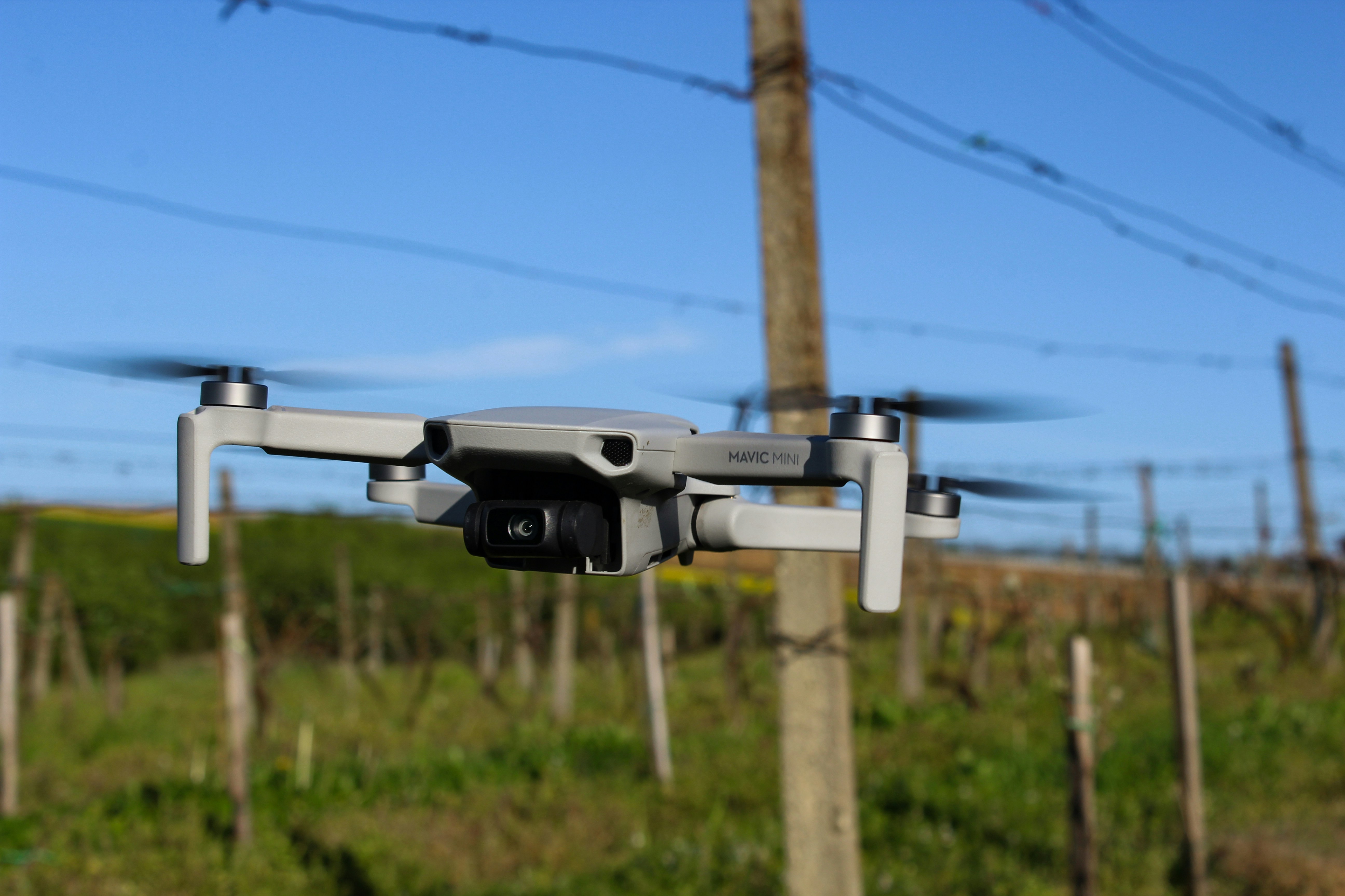 Drone Over Fresh Vines: A Quiet Pass Between Trellised Rows