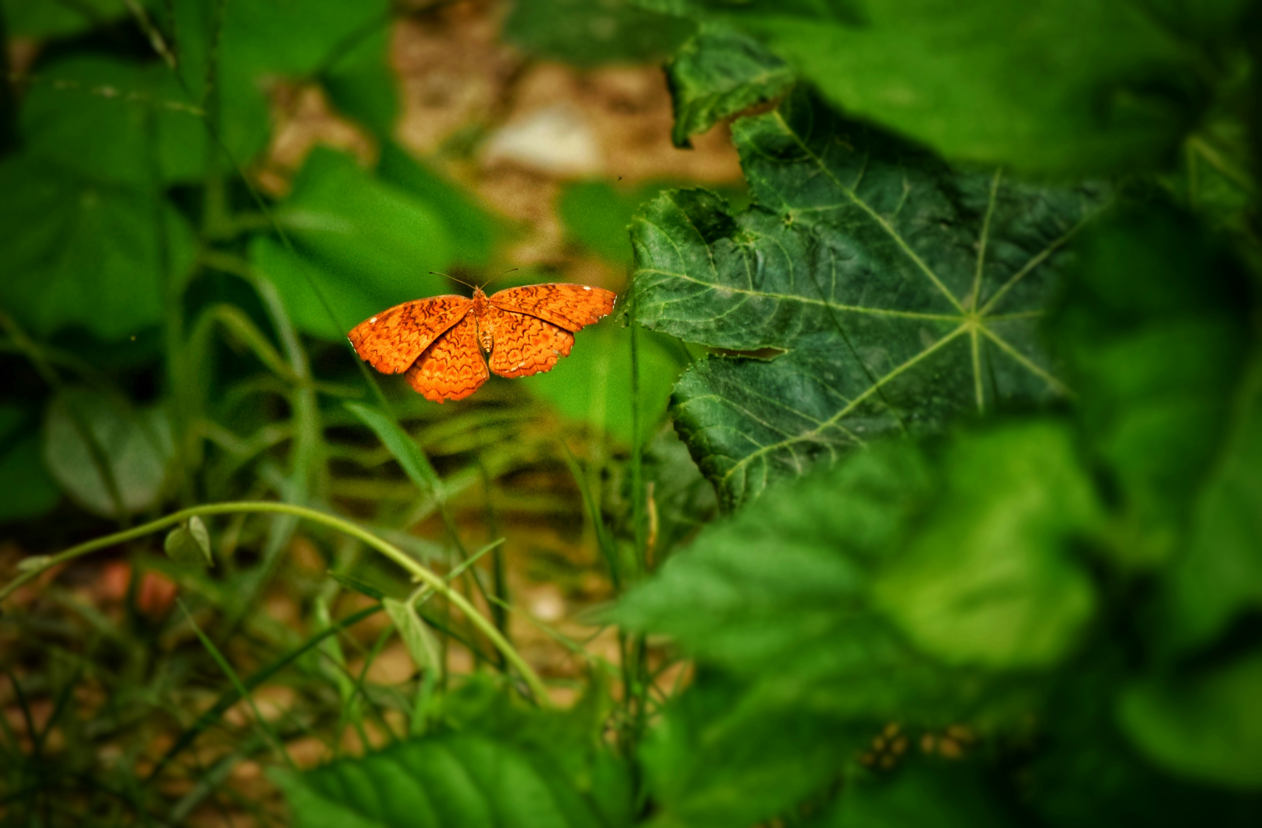 Orange butterfly on a leafy stage bathed in soft forest light