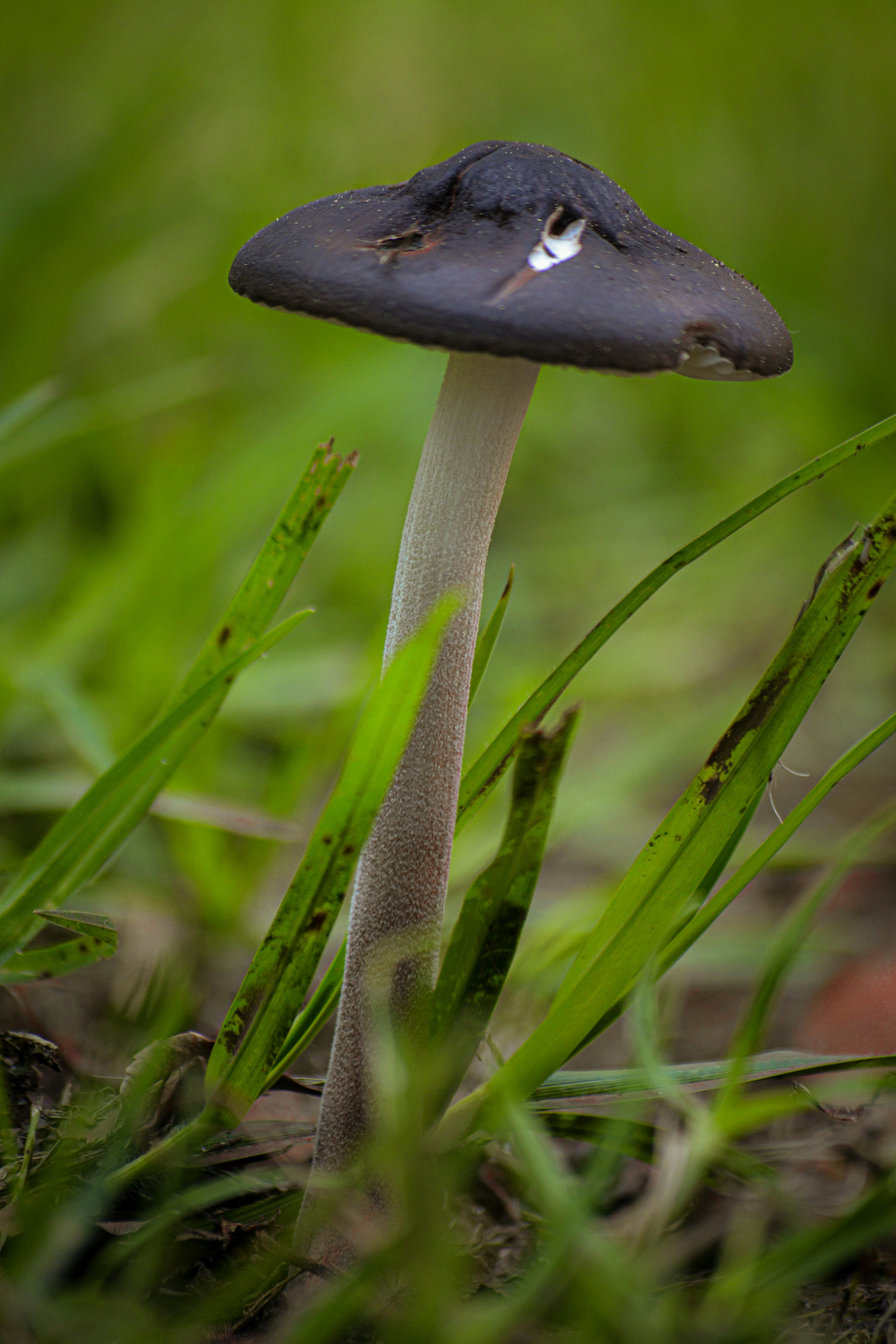 purple and white mushroom in green grass field