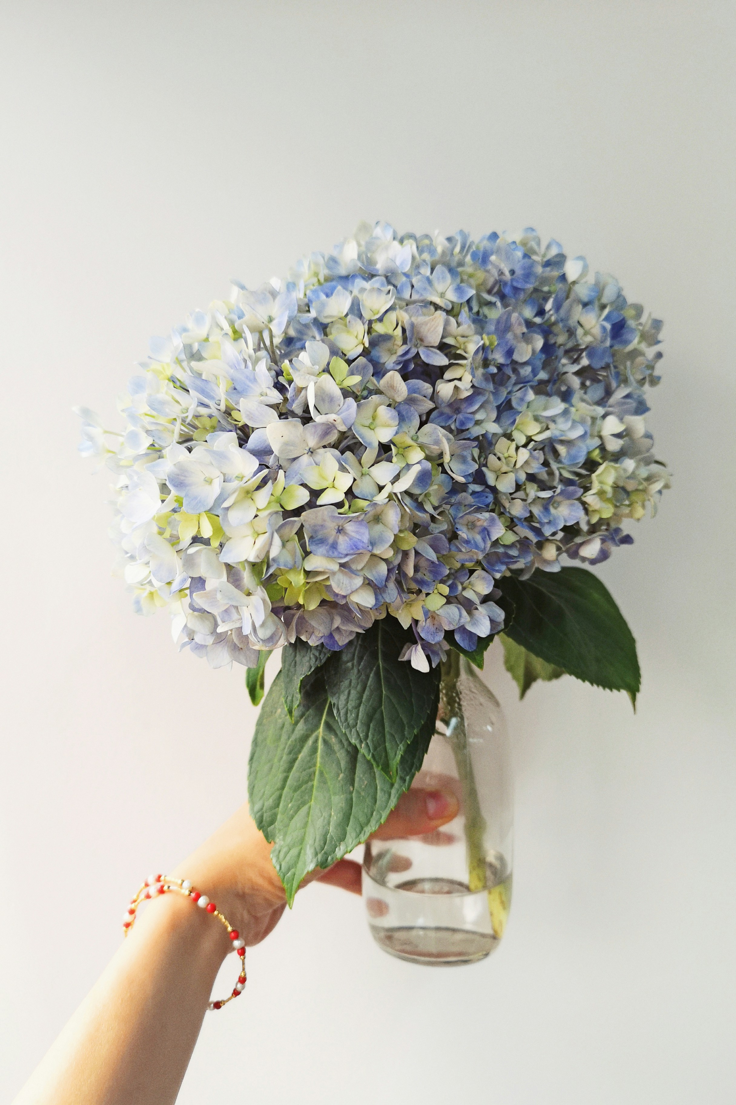 Pastel Hydrangea Bouquet Gripped in a Hand against a Soft Wall