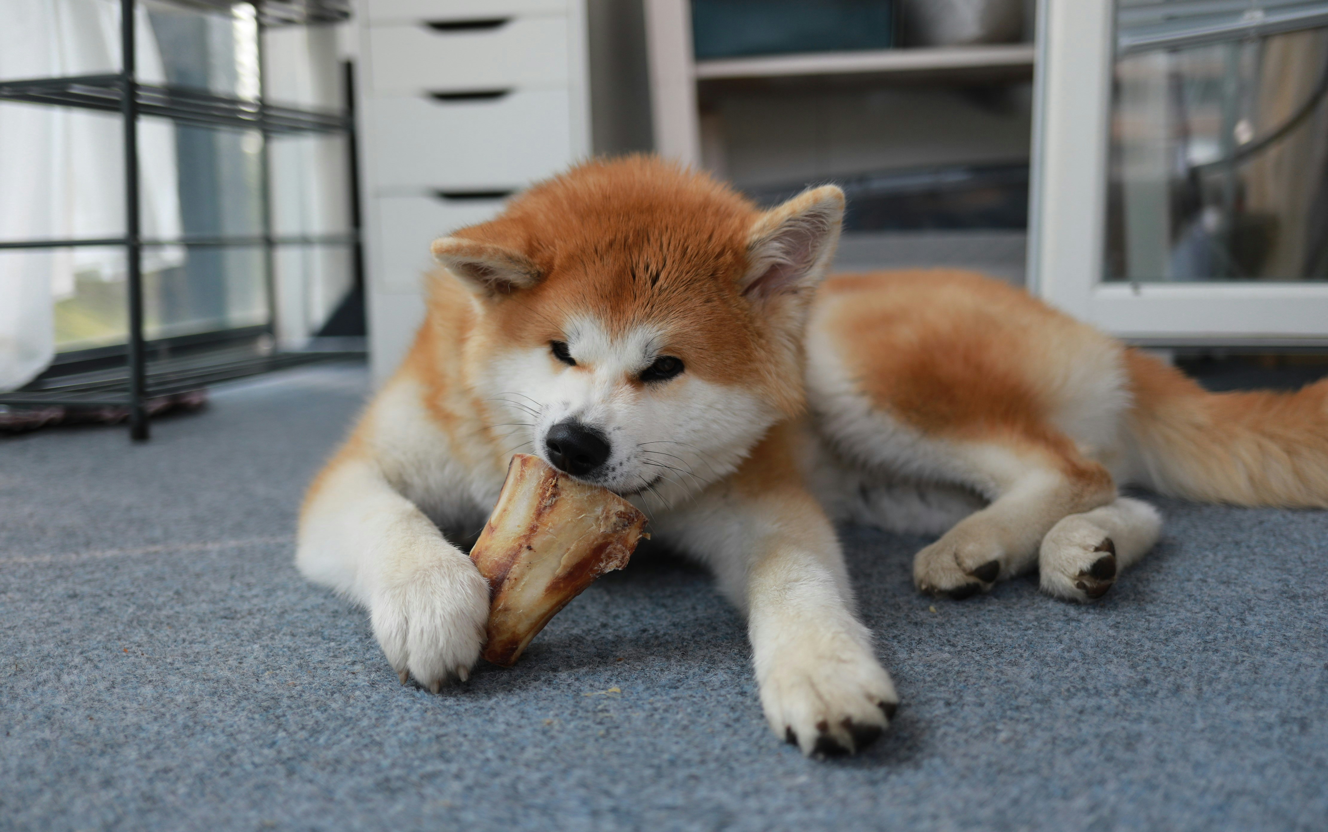 Cozy Chew Time: A Shiba Inu Enjoys a Bone on Quiet Indoor Carpet