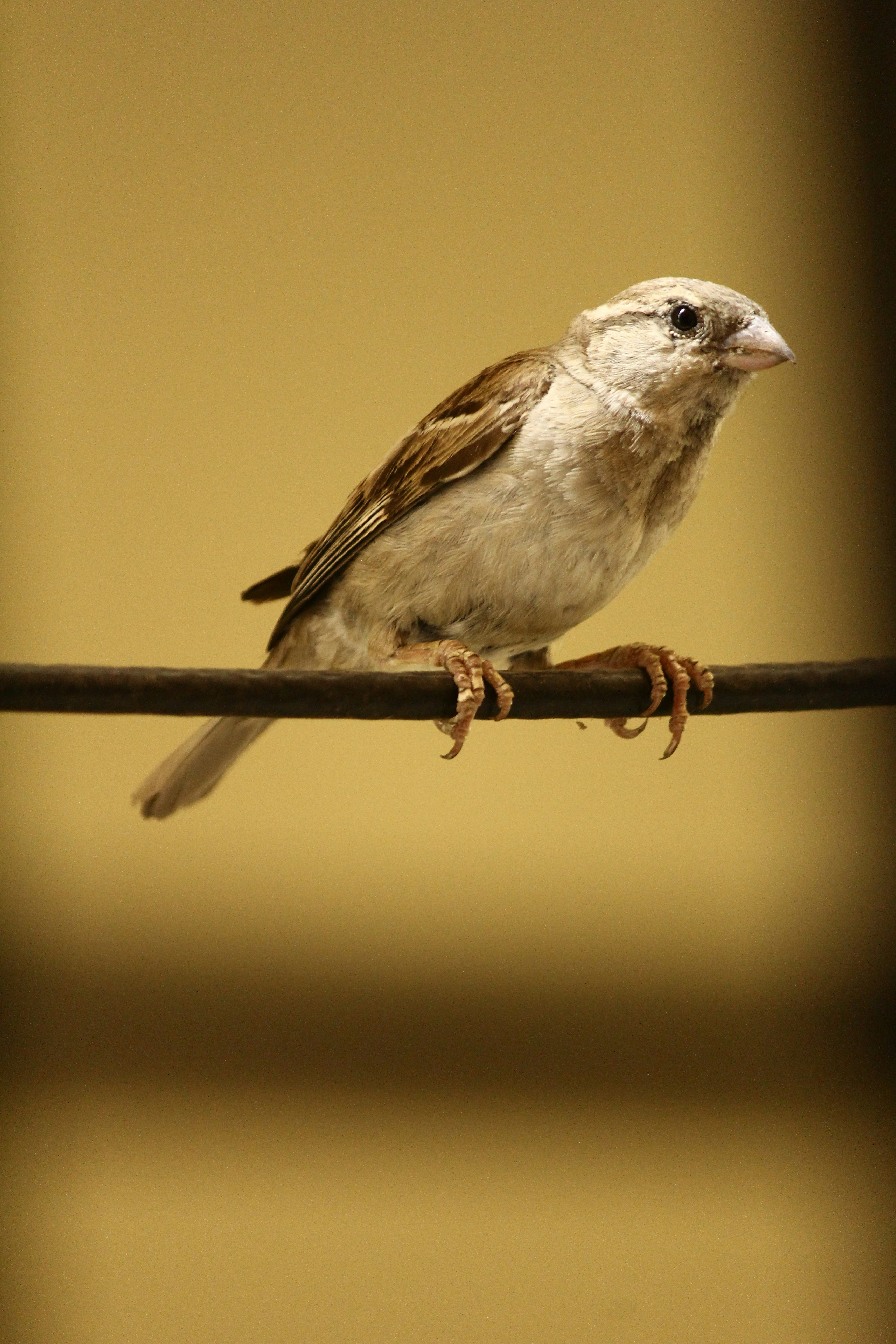 brown and white bird on black metal bar
