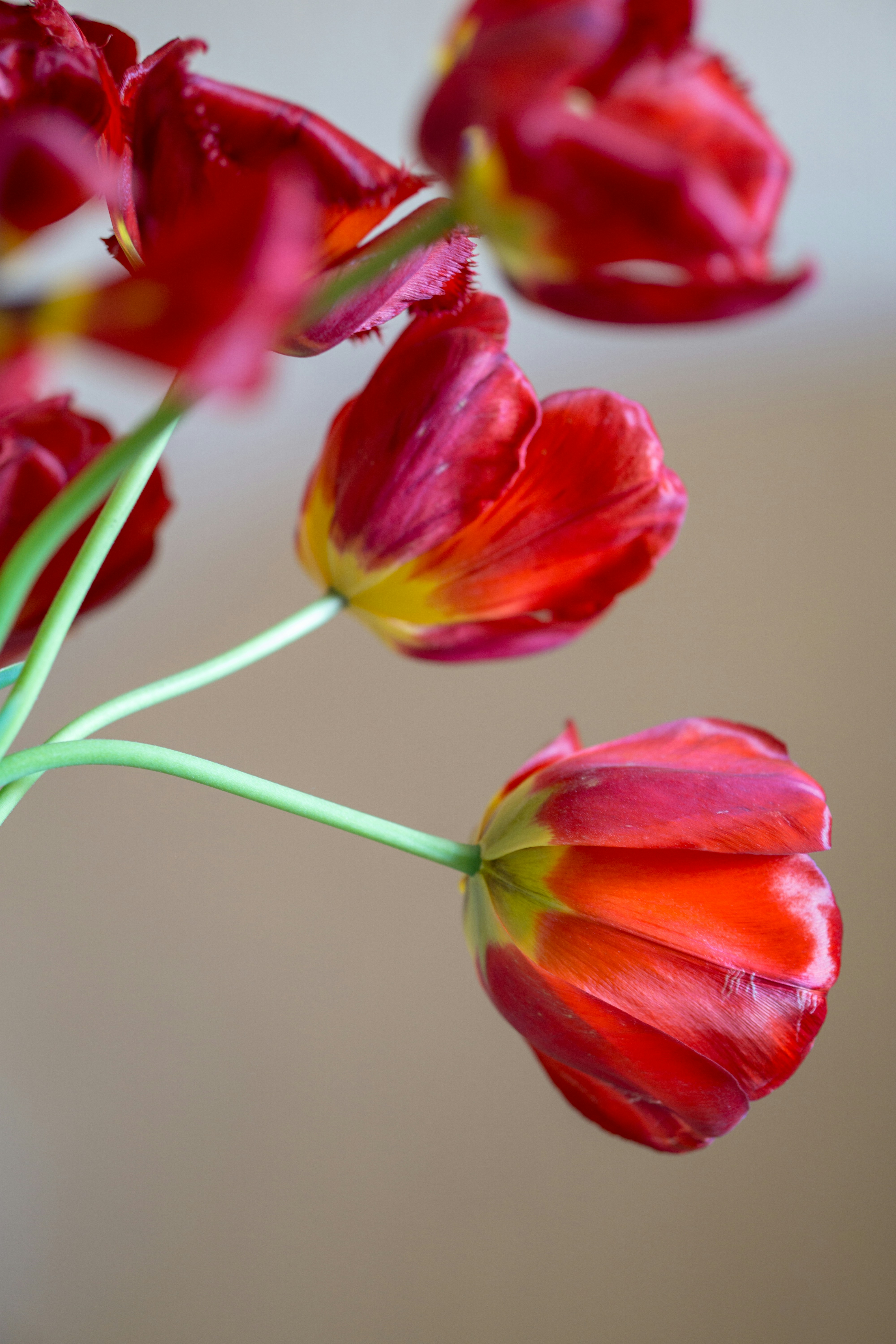 Crimson Tulip Close-Up: Velvet Petals and Sinuous Stems