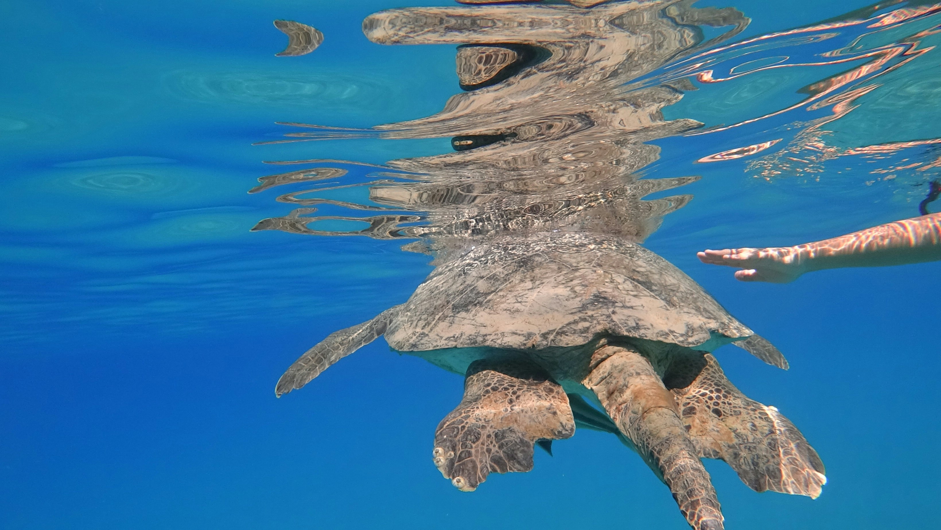 Underwater Glide: A Sea Turtle Surfs the Sunlit Blue