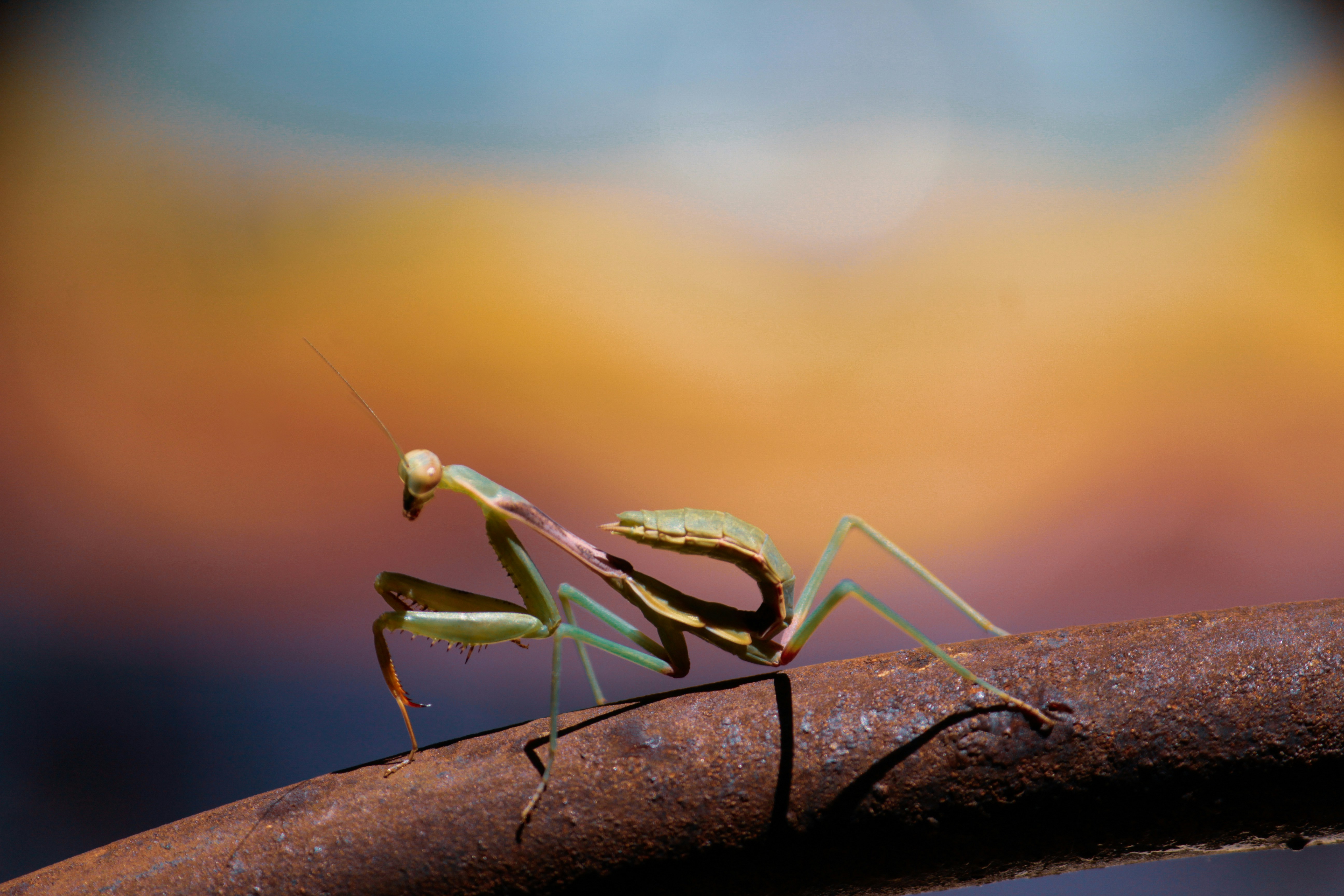 A green praying mantis poised on a rusted metal rod, with a softly blurred colorful background that enhances its delicate features.