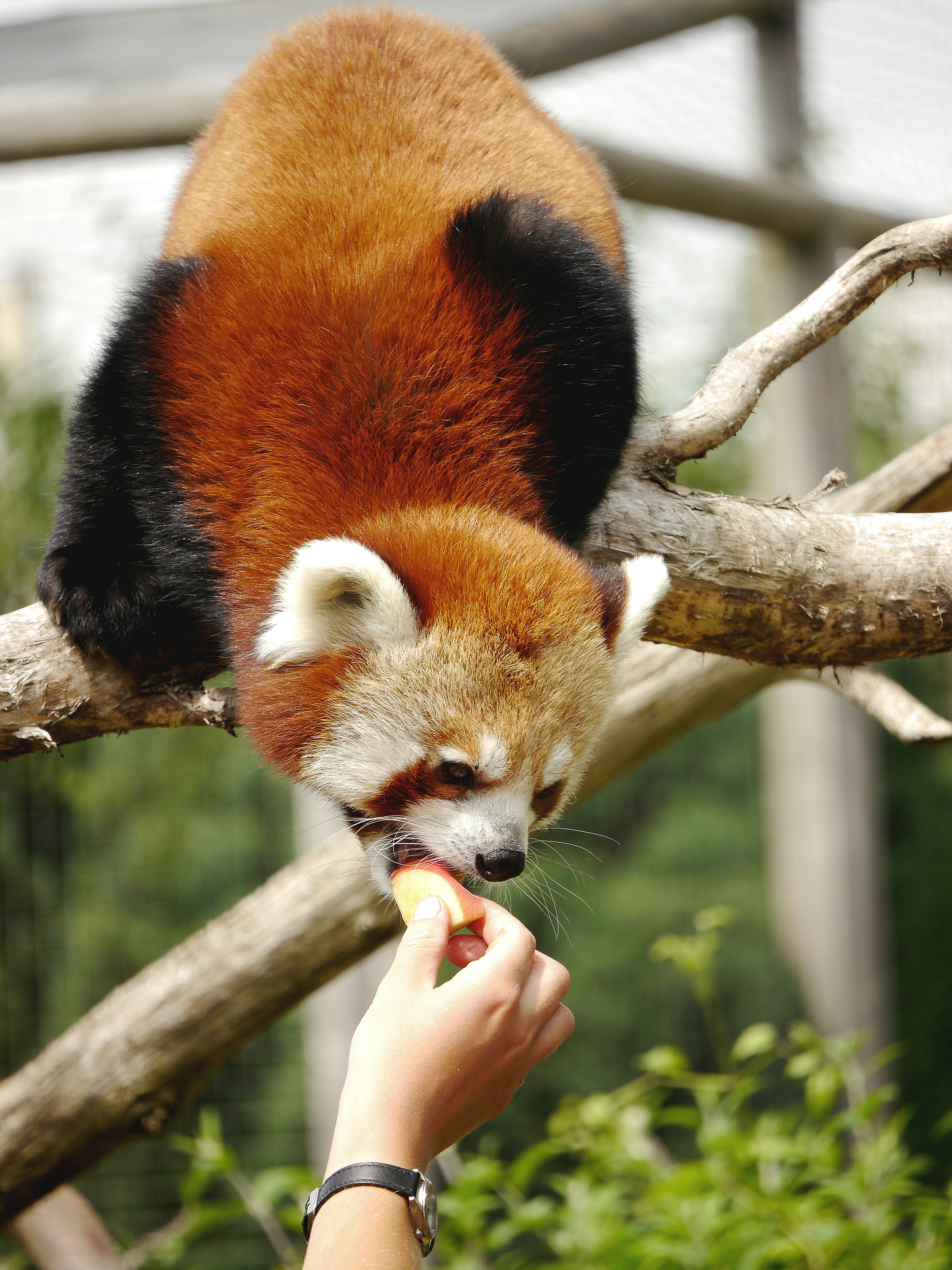 Red panda reaching for a piece of fruit offered by a hand while perched on a branch. The scene captures a moment of interaction between wildlife and humans.