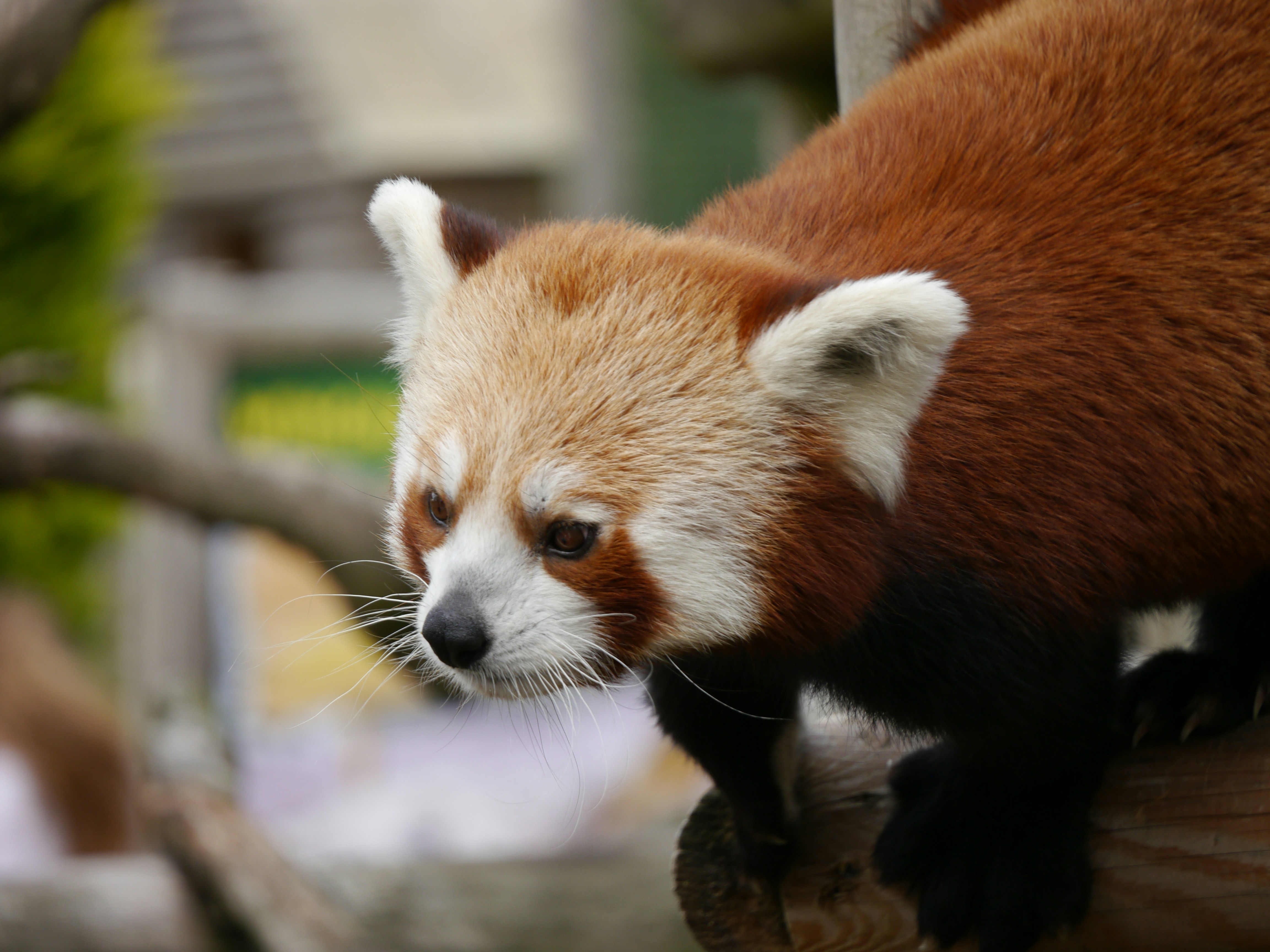 Red Panda Pause: Intimate Close-Up Amid Urban Greens