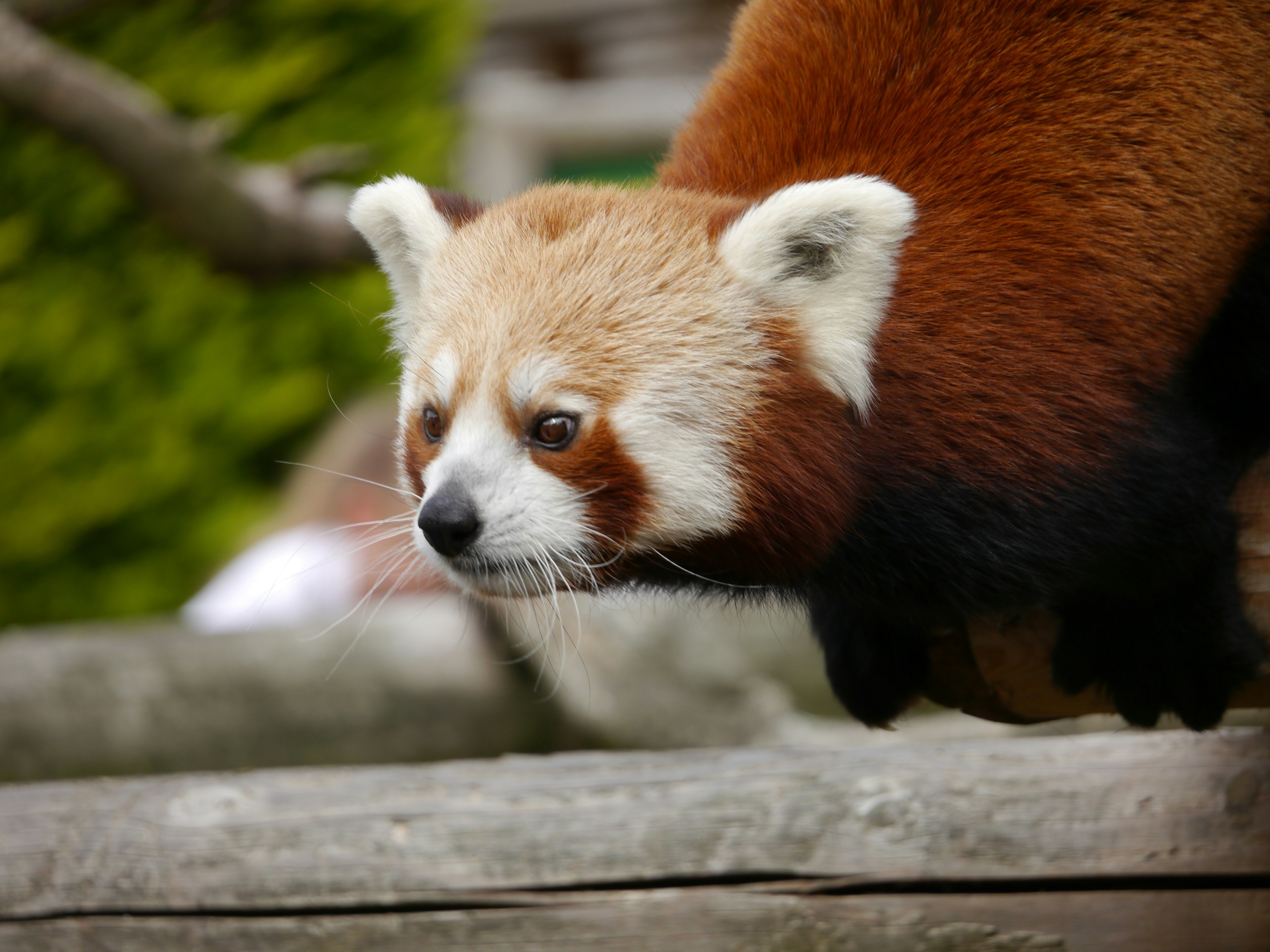 Red panda poised on wooden planks with a vibrant green background.