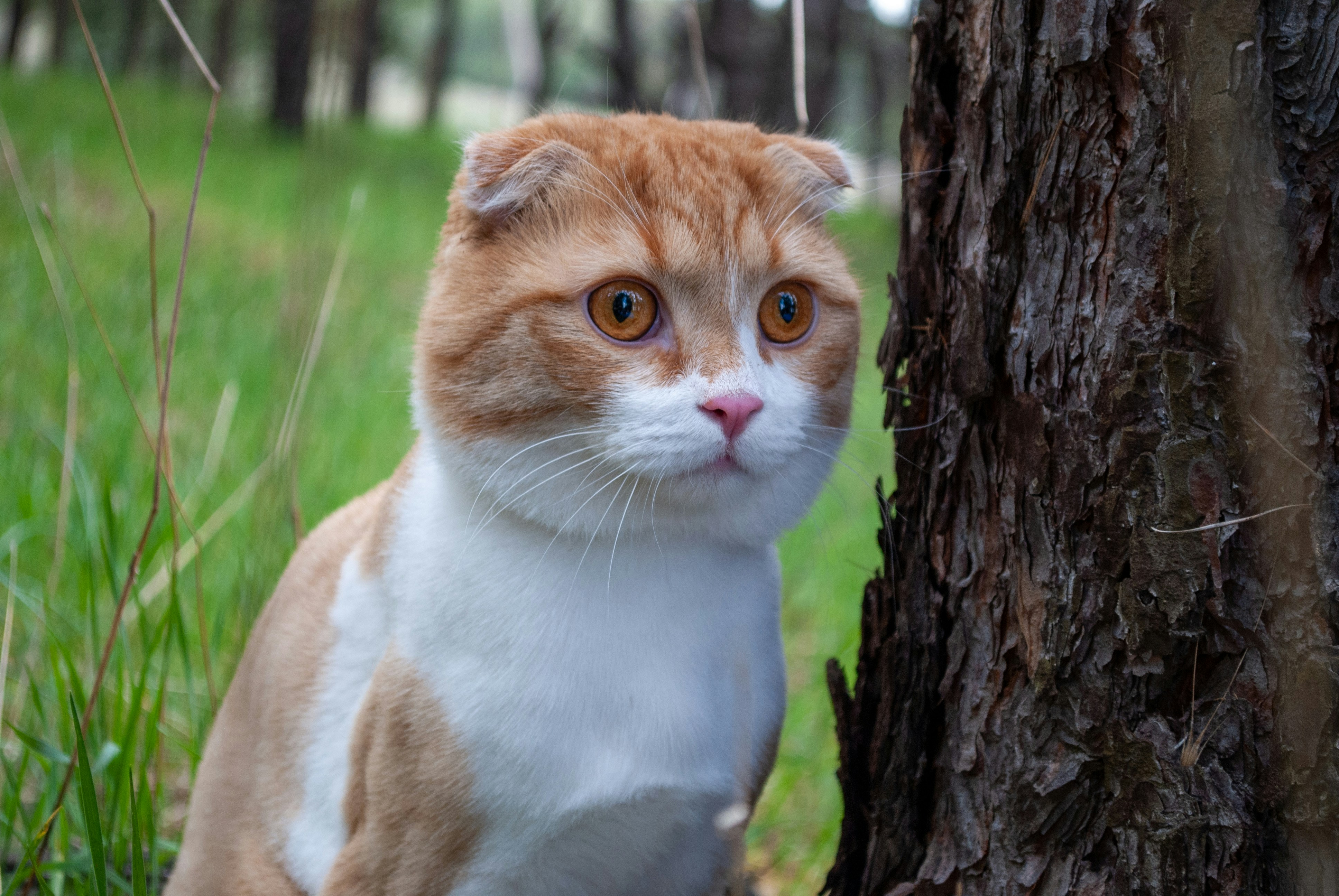 Whiskered Wonder in the Wilderness