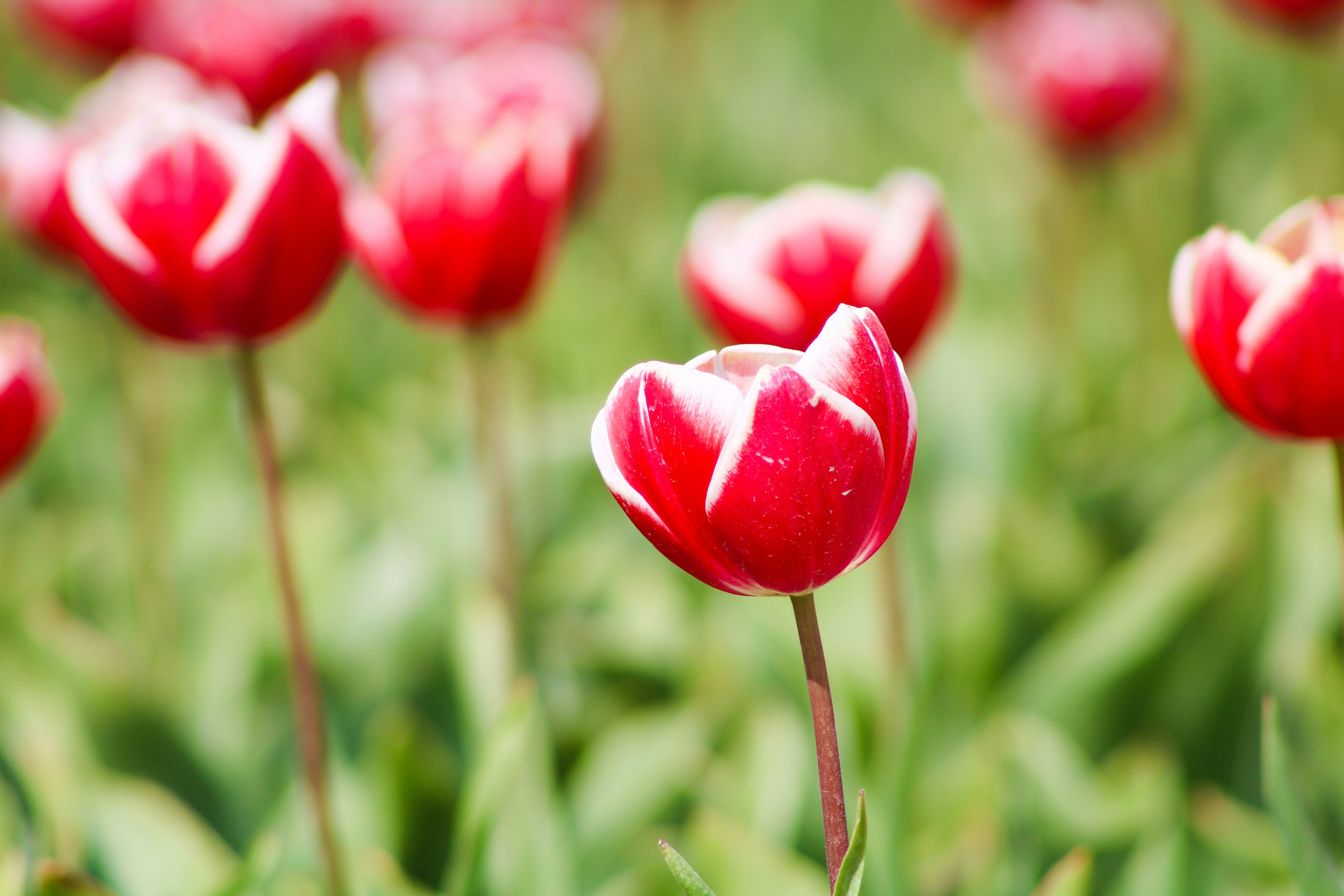 Tulpen Pictures | Download Free Images on Unsplash