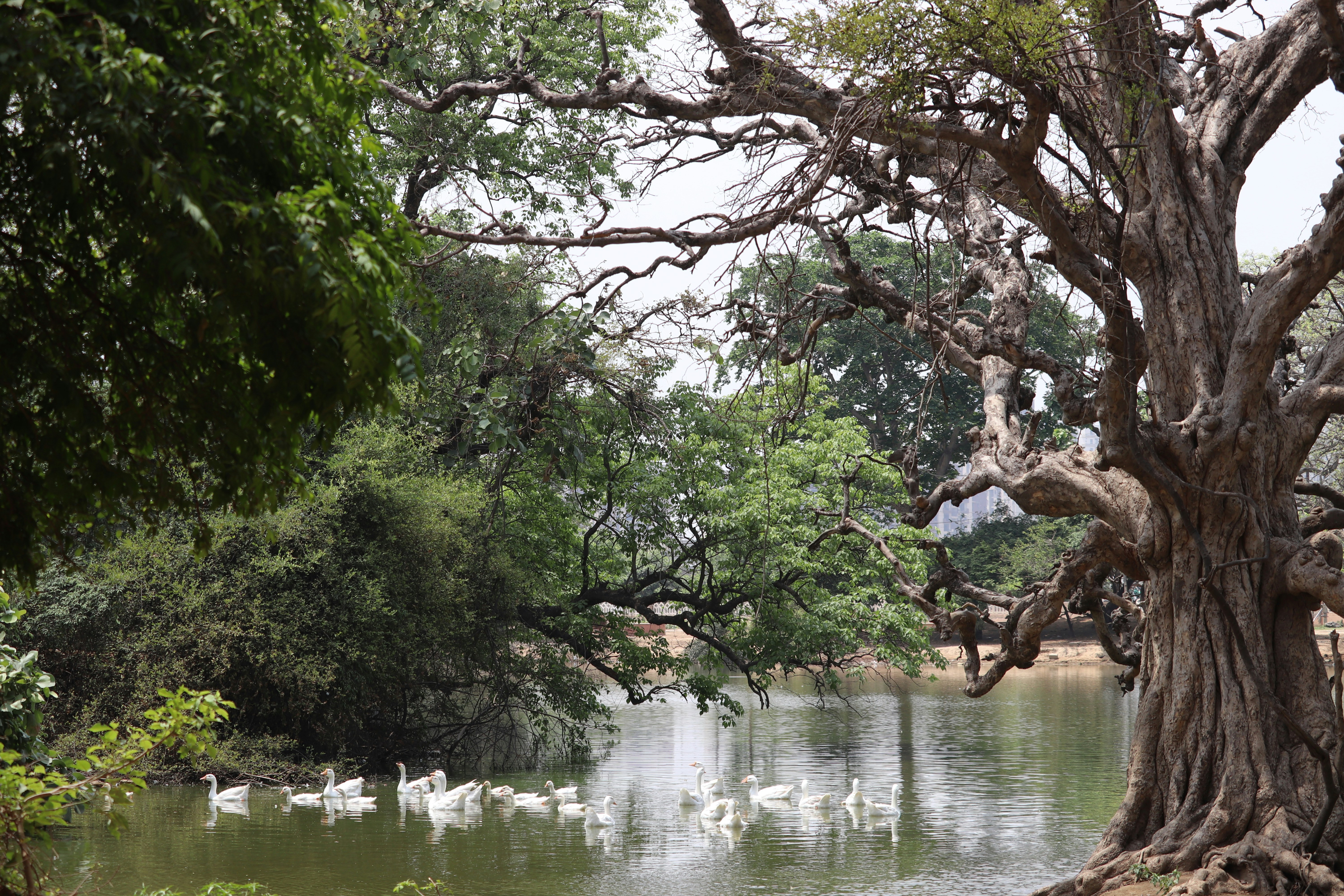 Green trees beside river during daytime photo – Free Tree Image on Unsplash